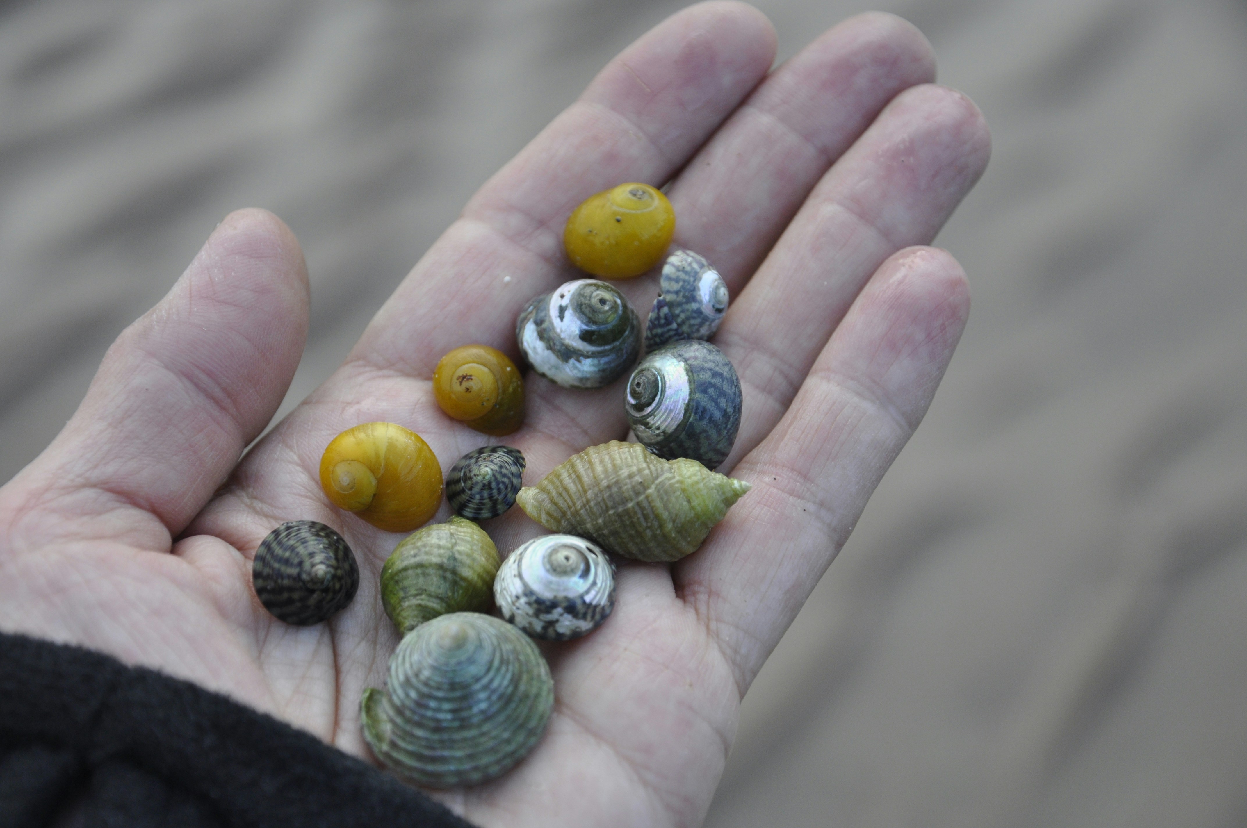 A person holding a handful of sea shells photo – Free Human Image on ...