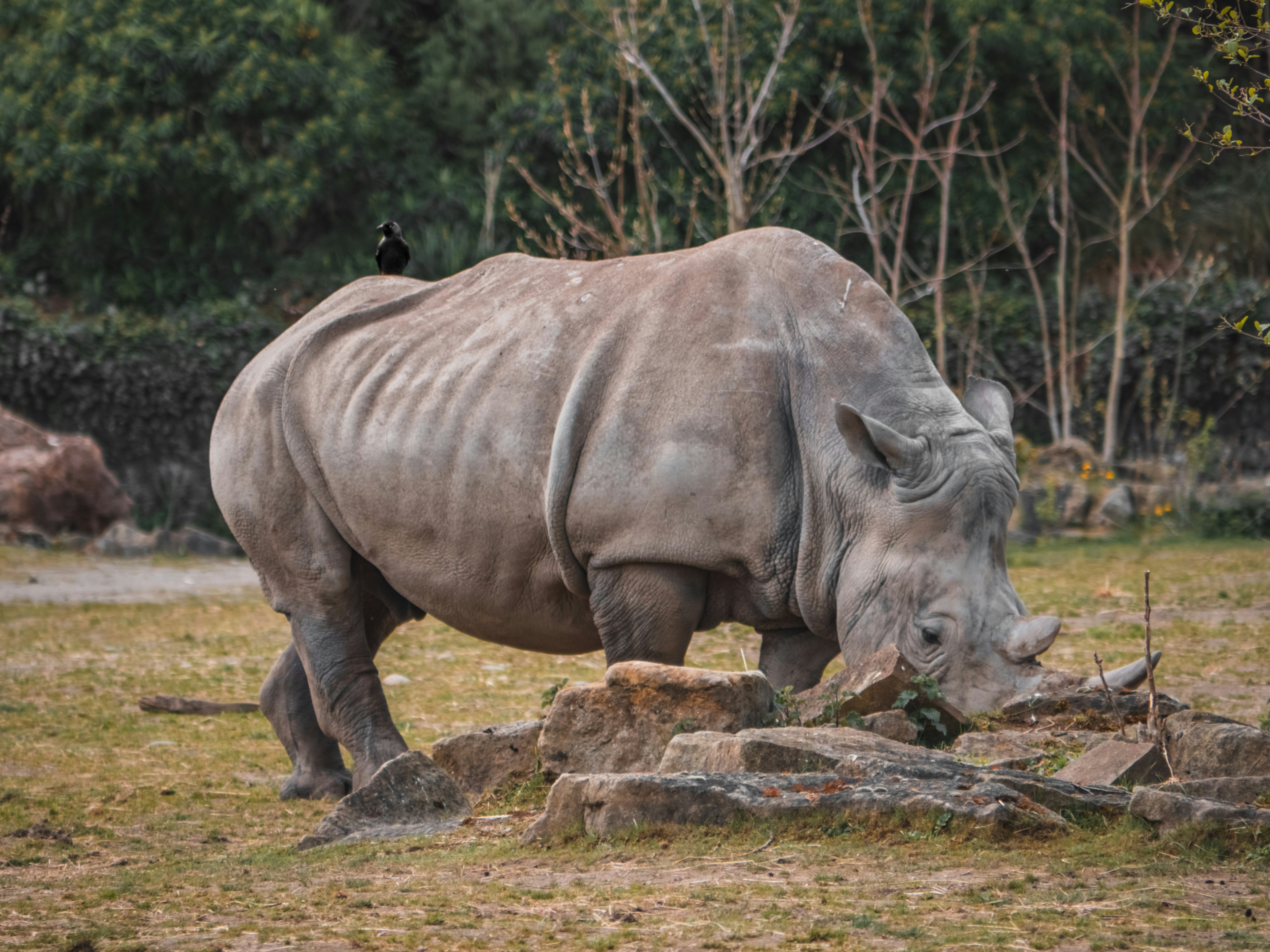 Rhino in a rocky clearing: a quiet graze under a watchful bird