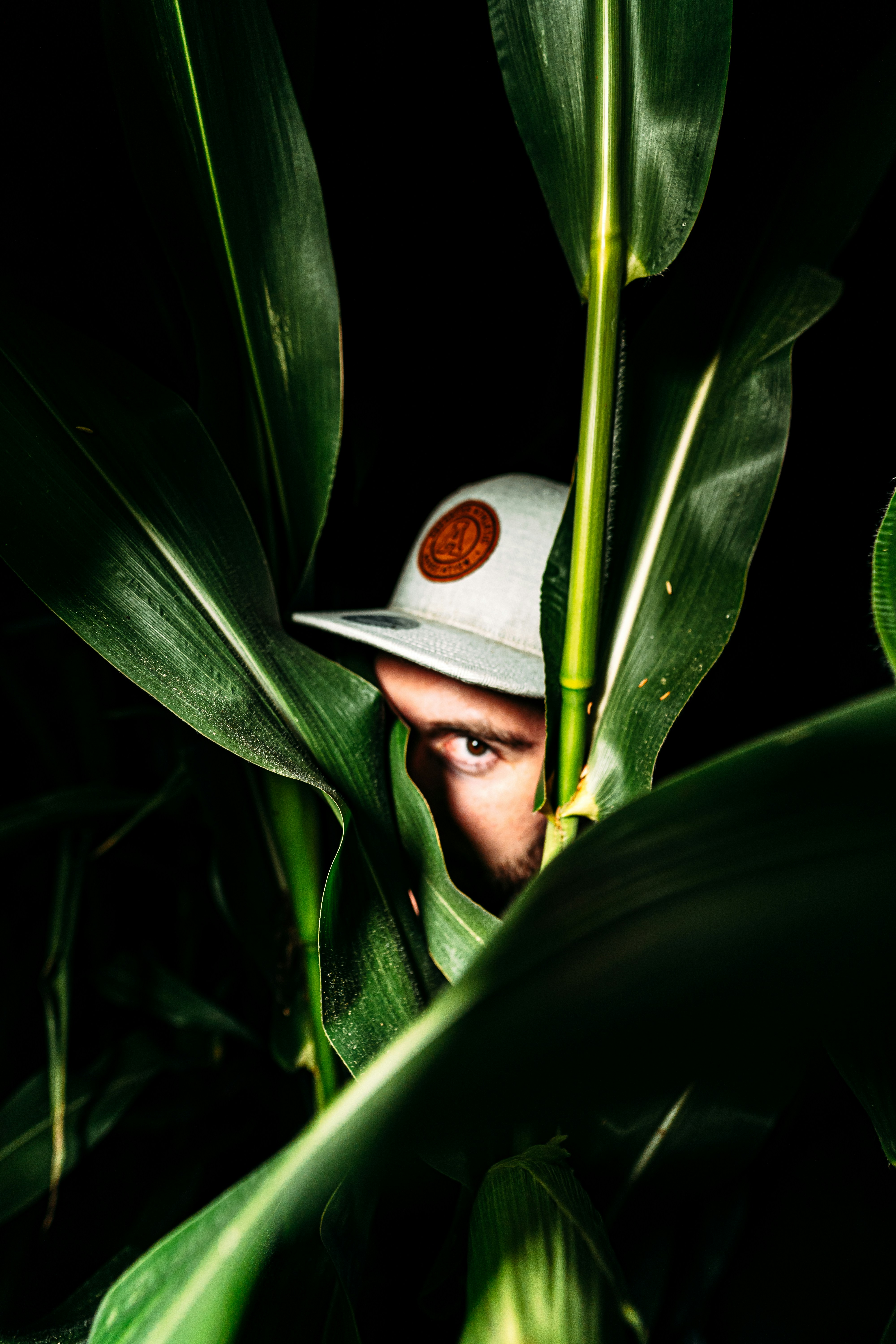 Gaze in the Green: A Hidden Eye Among the Leaves