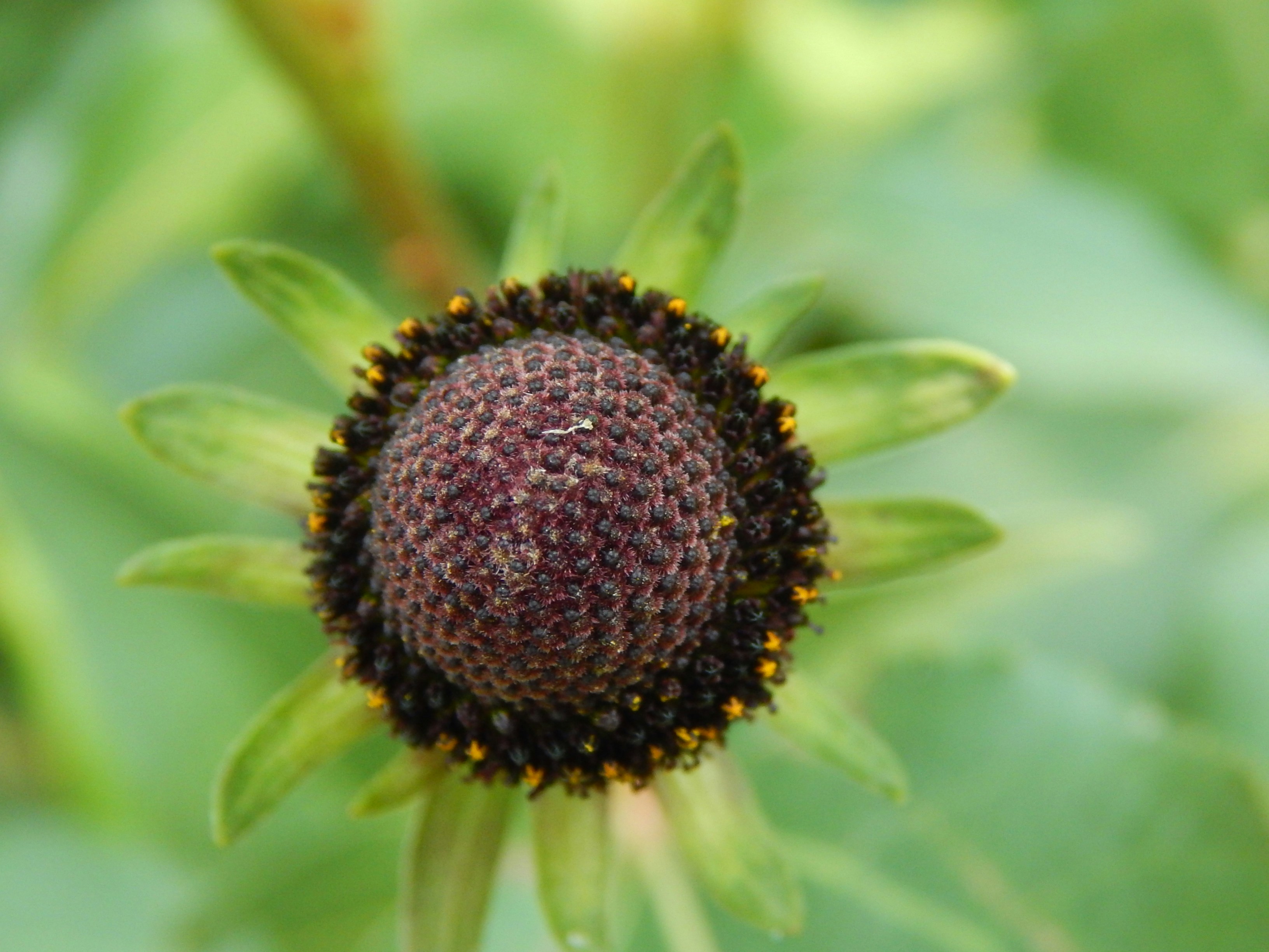 Intricate Core: Macro Portrait of a Coneflower's Seeded Center