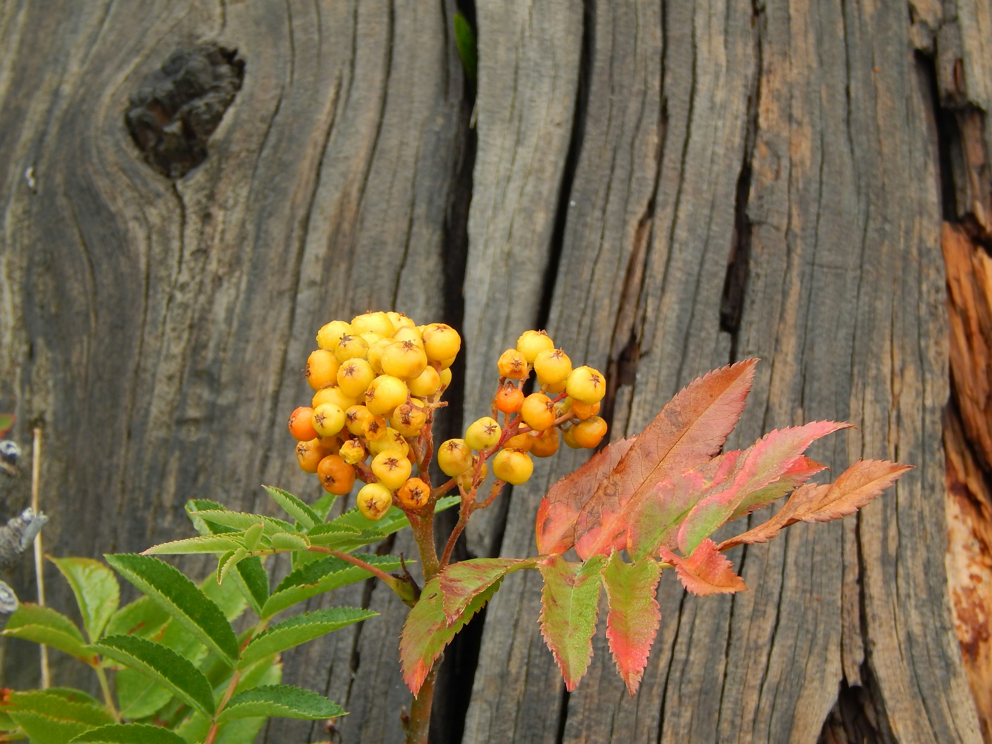 Amber Berries Nestled Against Timeworn Wood and Autumn Leaves
