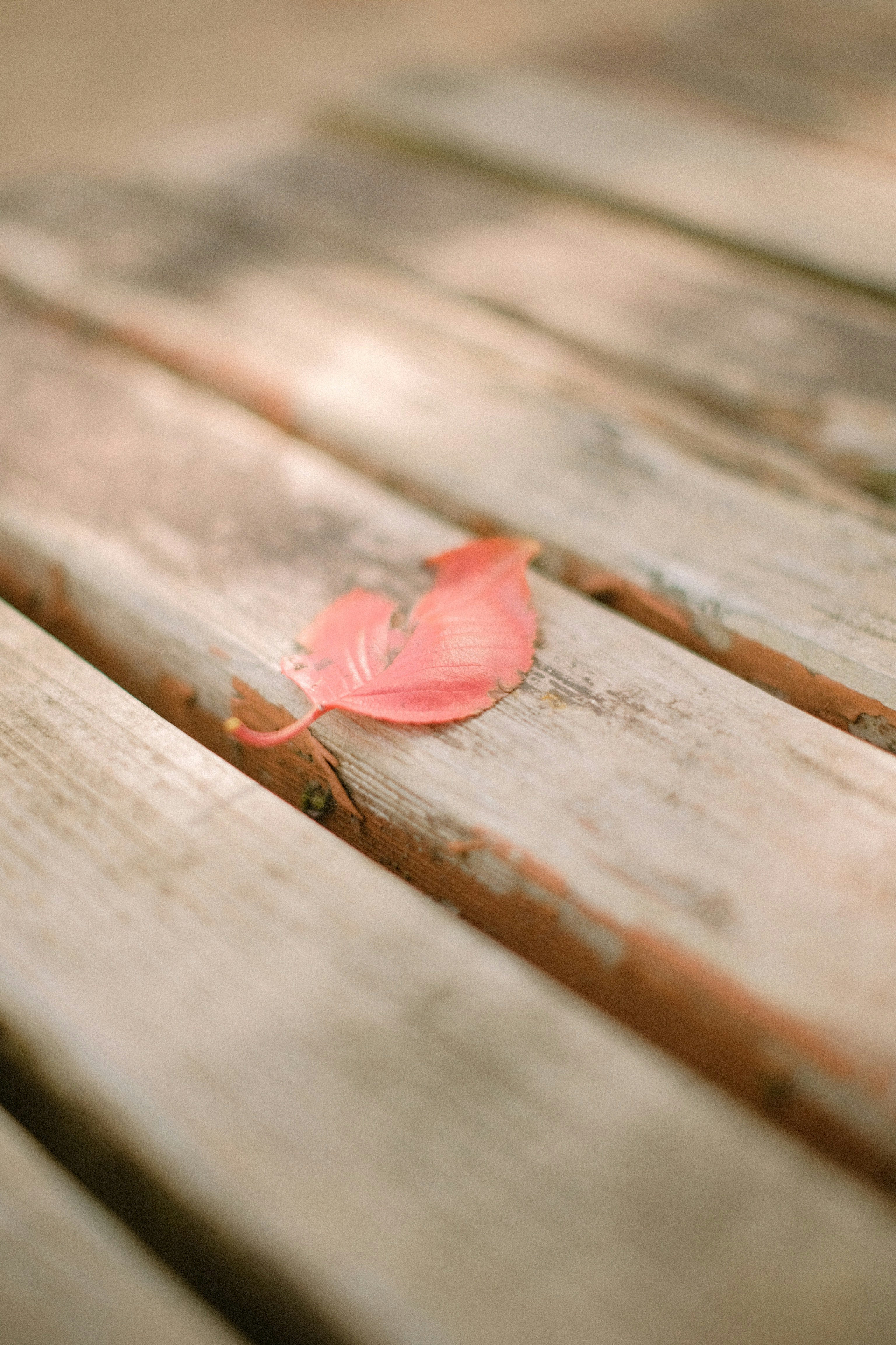 Crimson Leaf on Weathered Wood: a Quiet Study in Texture and Light