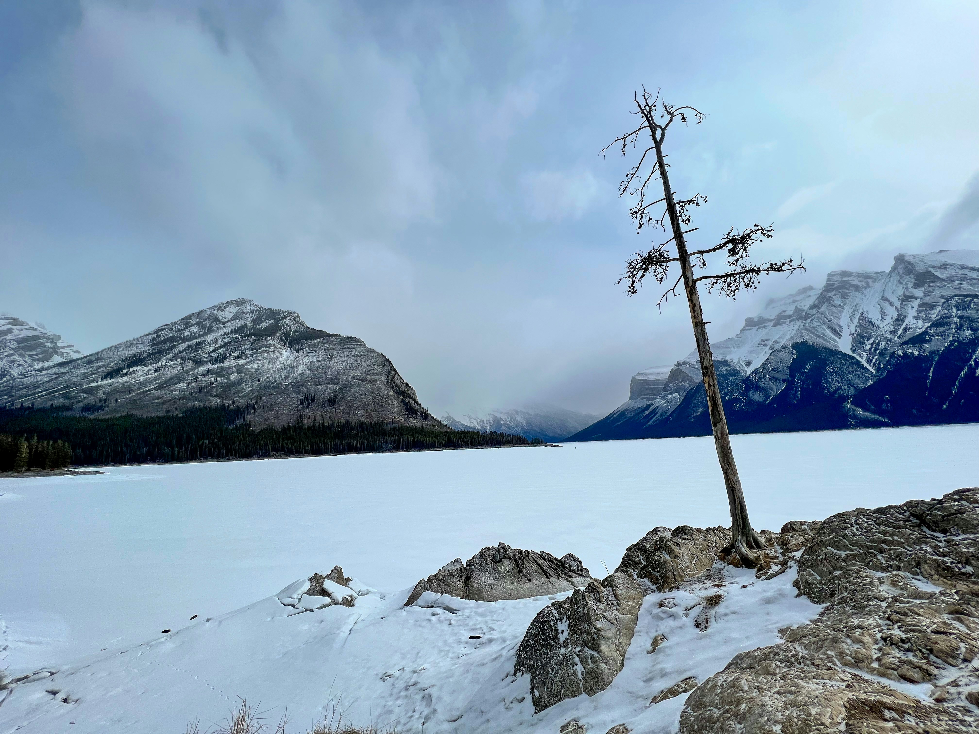 A solitary tree stands on the rocky shore of a frozen lake, framed by snow-covered mountains under a cloudy sky.