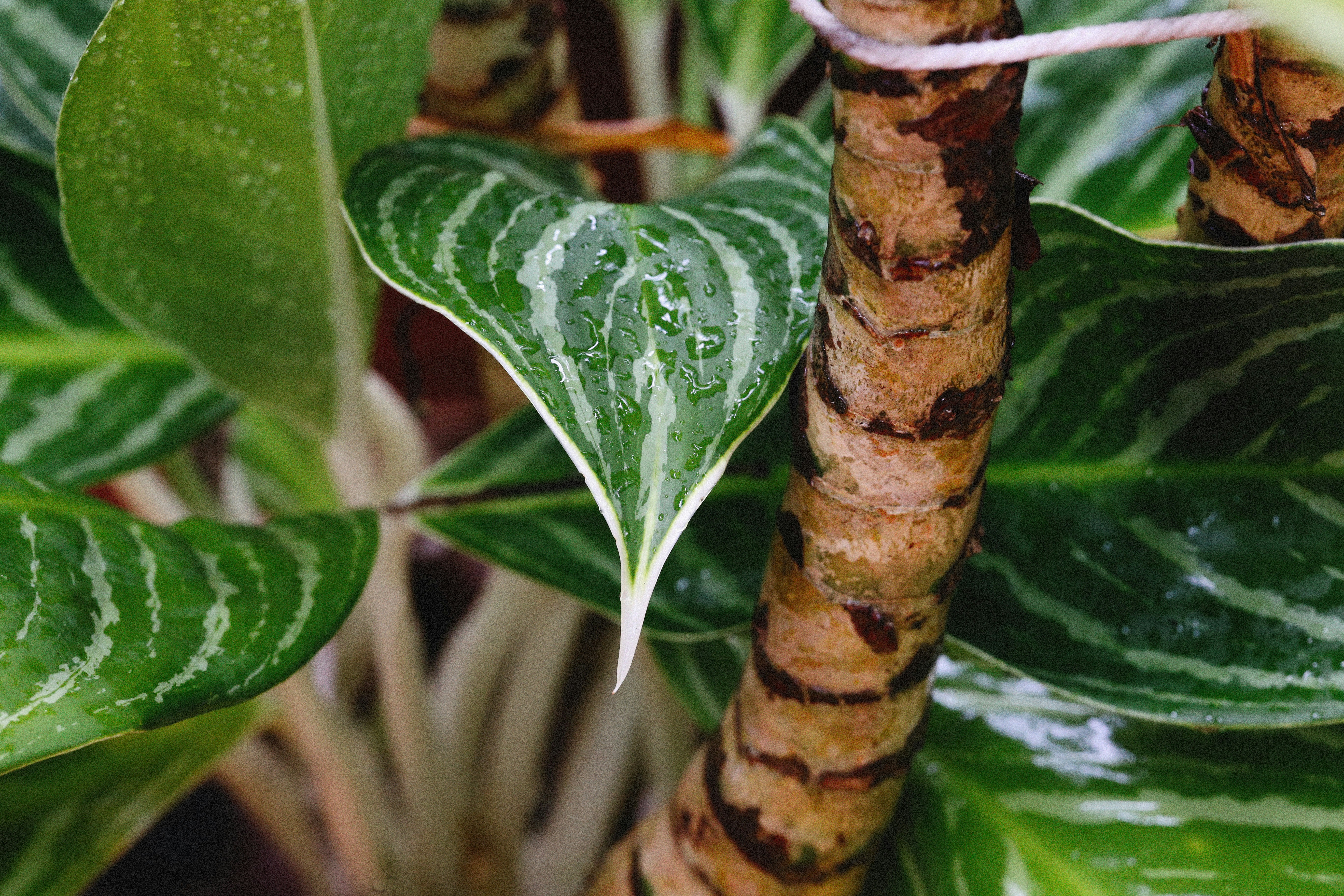 Emerald Vein: A Close Encounter with Variegated Leaves and a Bark-Crooked Stem