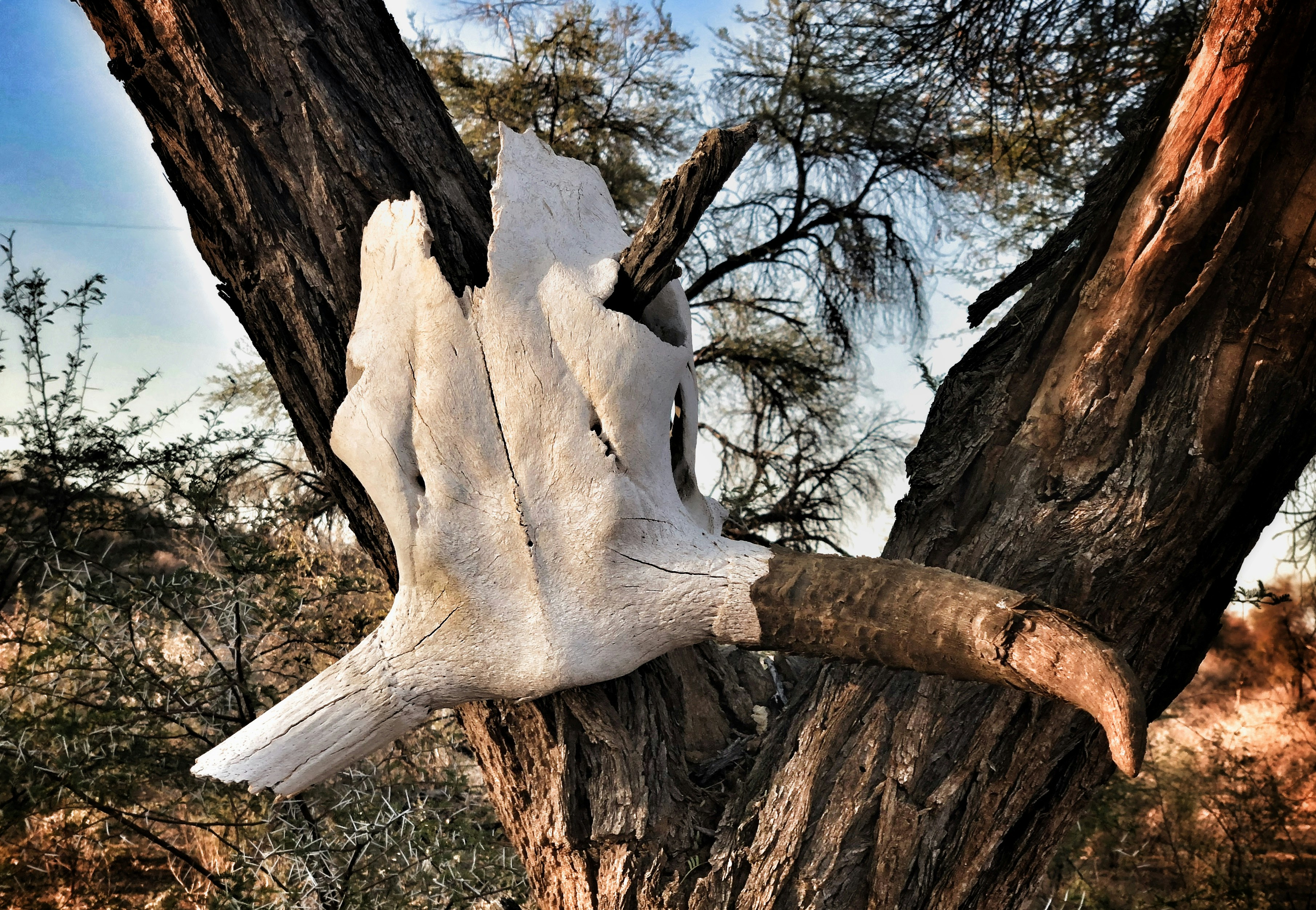 Fossil on a Weathered Branch: White Form against Rugged Bark