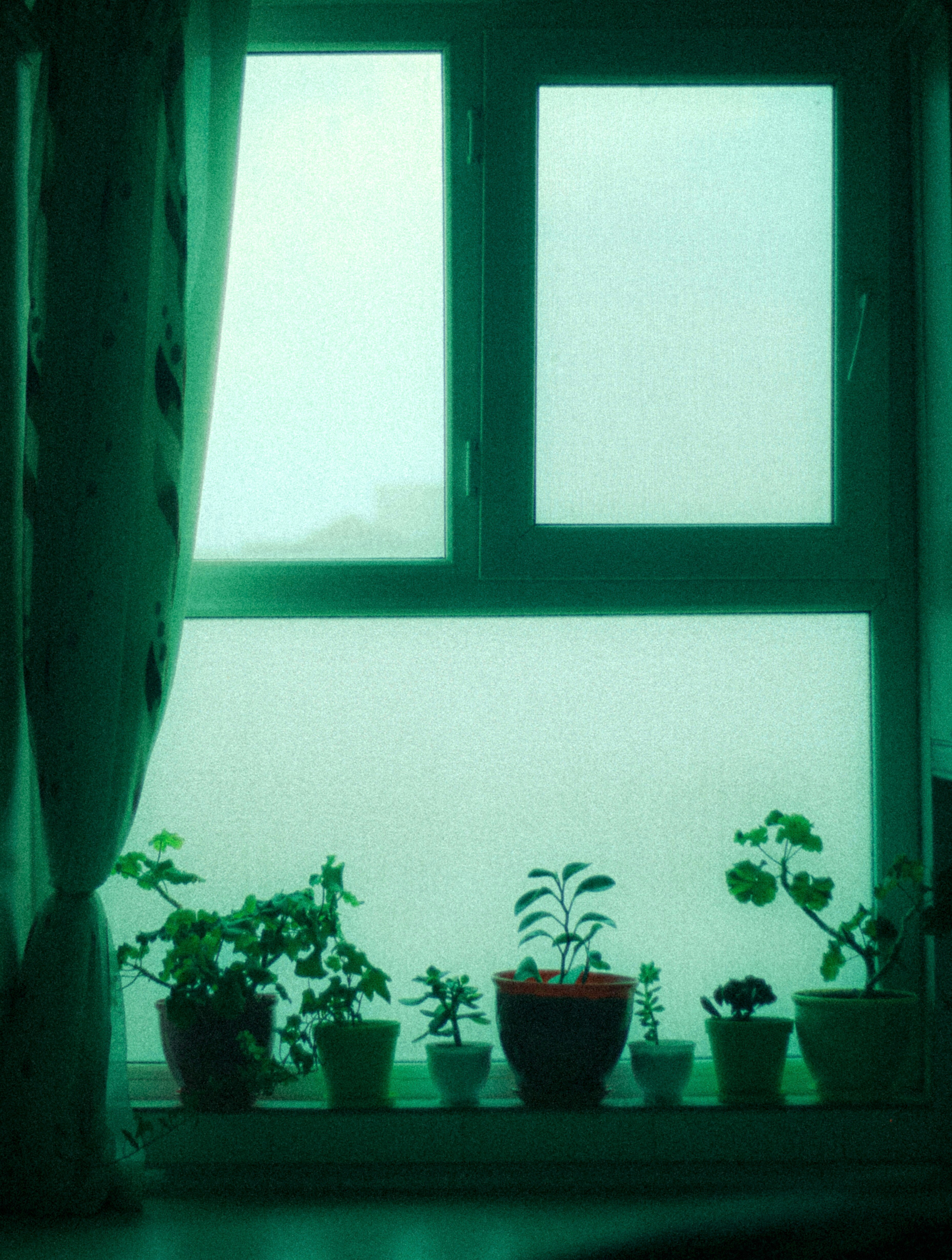 Emerald Window Sill: A Quiet Micro-Garden in Green Glow