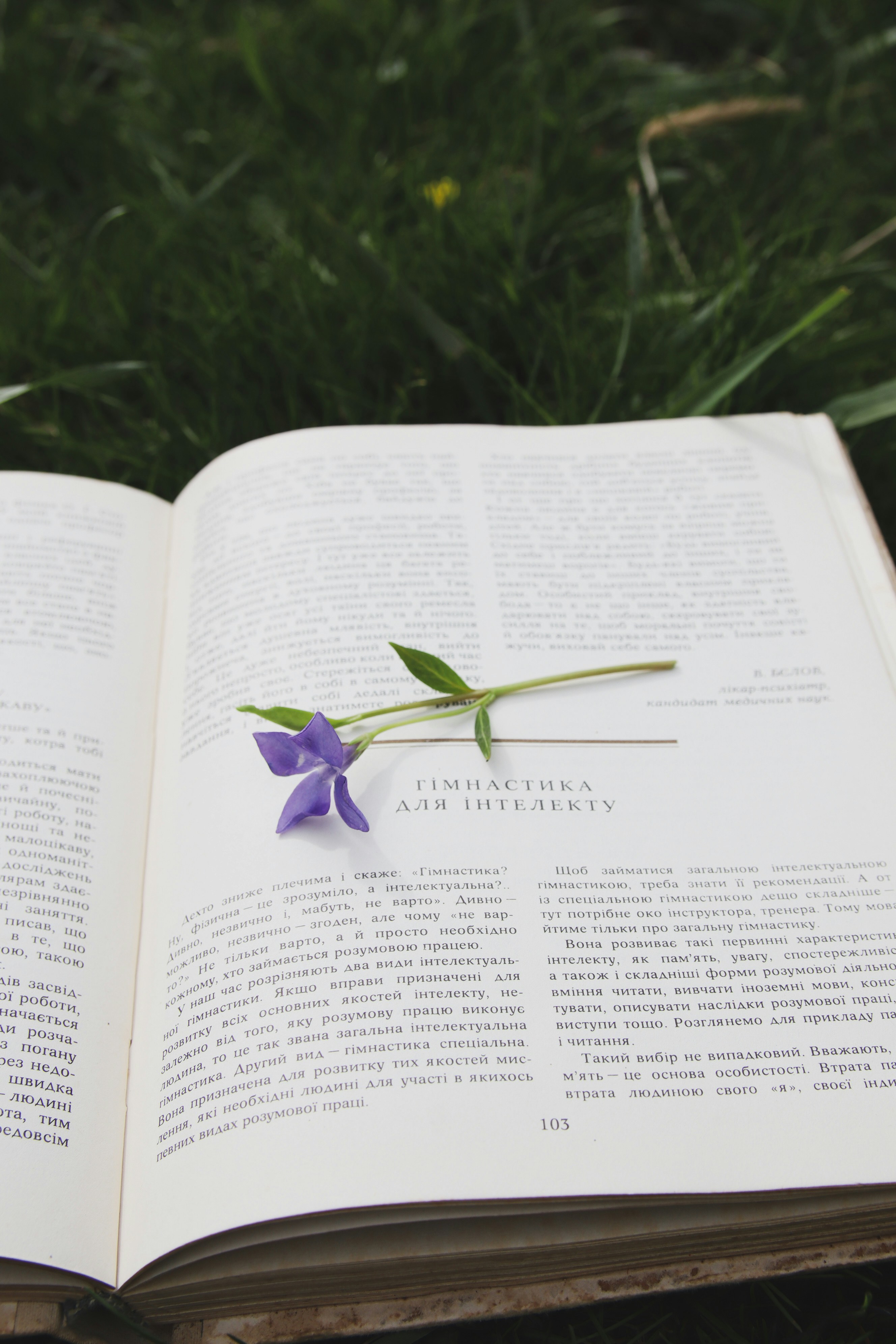 Purple Violet on an Open Page: A Quiet Moment of Reading Outdoors