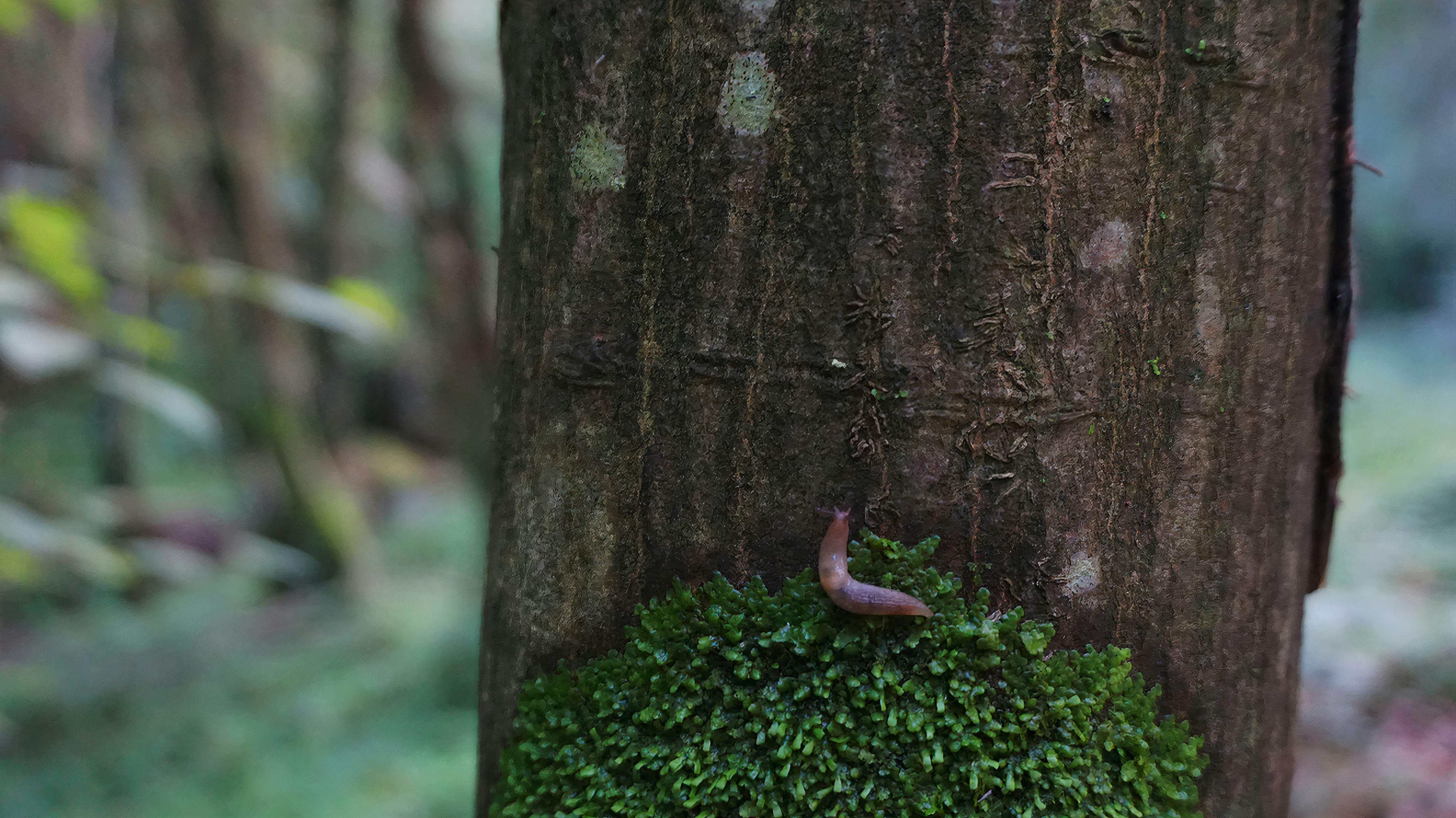 Mossy Green Harbor on a Trunk