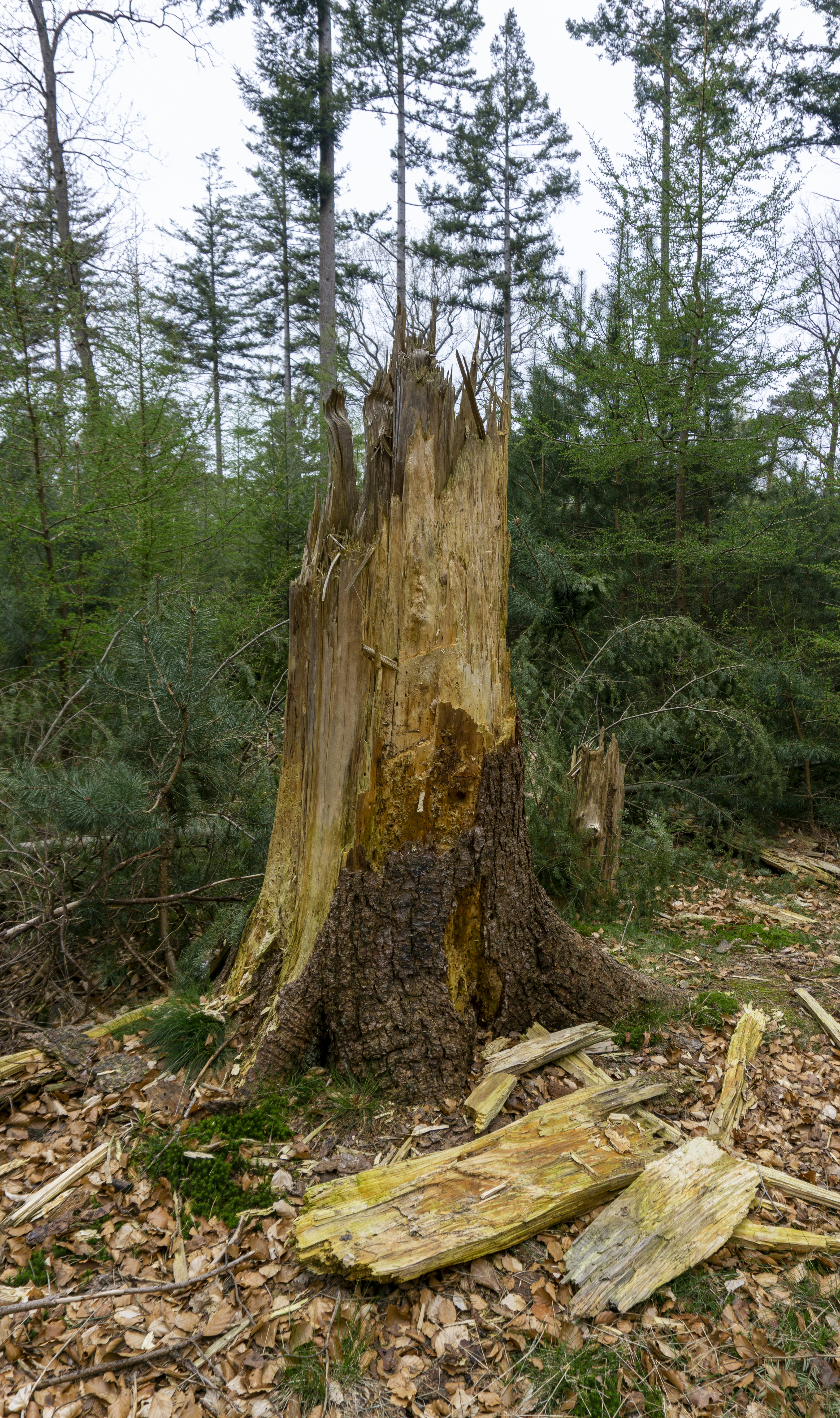 Nature's Resilient Remnant: The Stump's Story