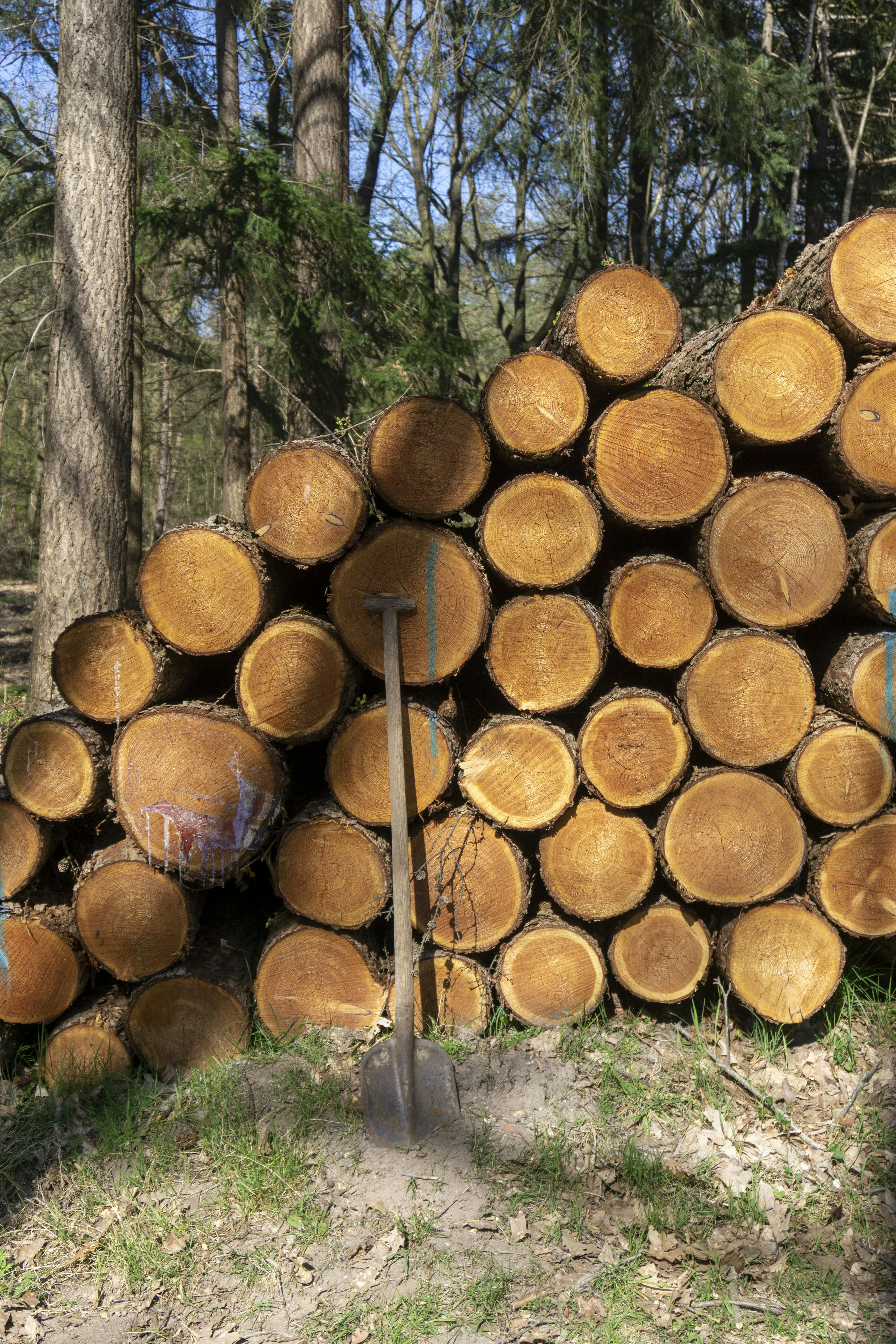 Nature's Timber Mosaic: A Study in Wood and Earth