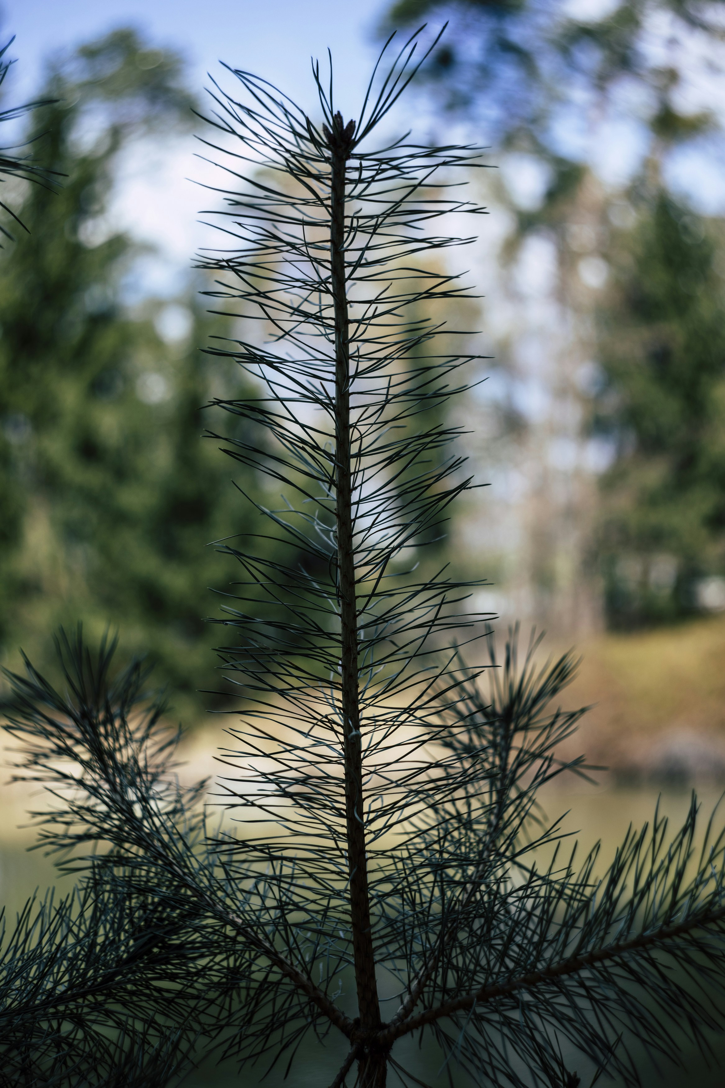 Close-up of a pine branch showcasing its intricate needle structure against a blurred natural backdrop. The focus emphasizes the delicate details of the foliage.