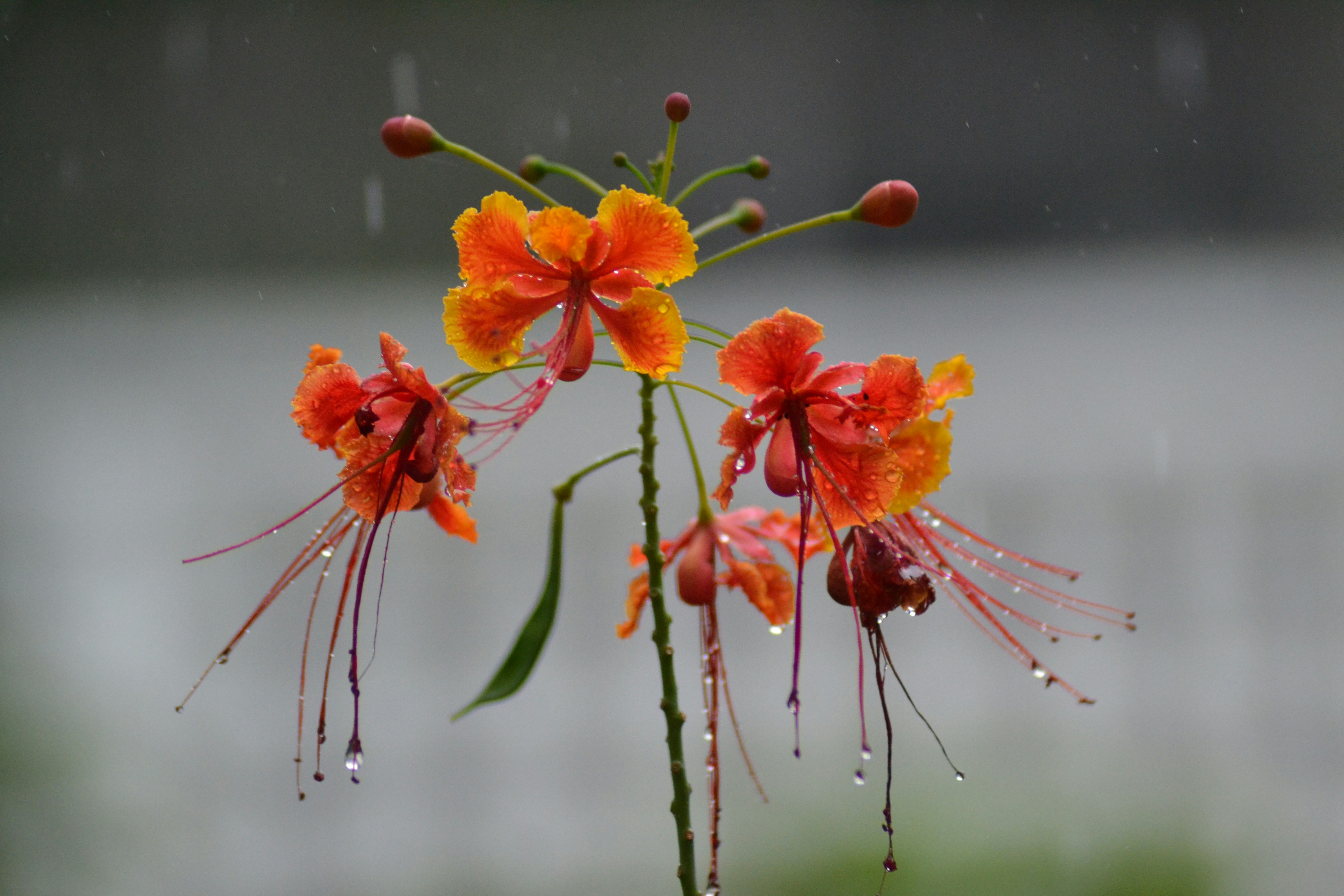 Vibrant orange and yellow flowers with raindrops on delicate petals and stems.