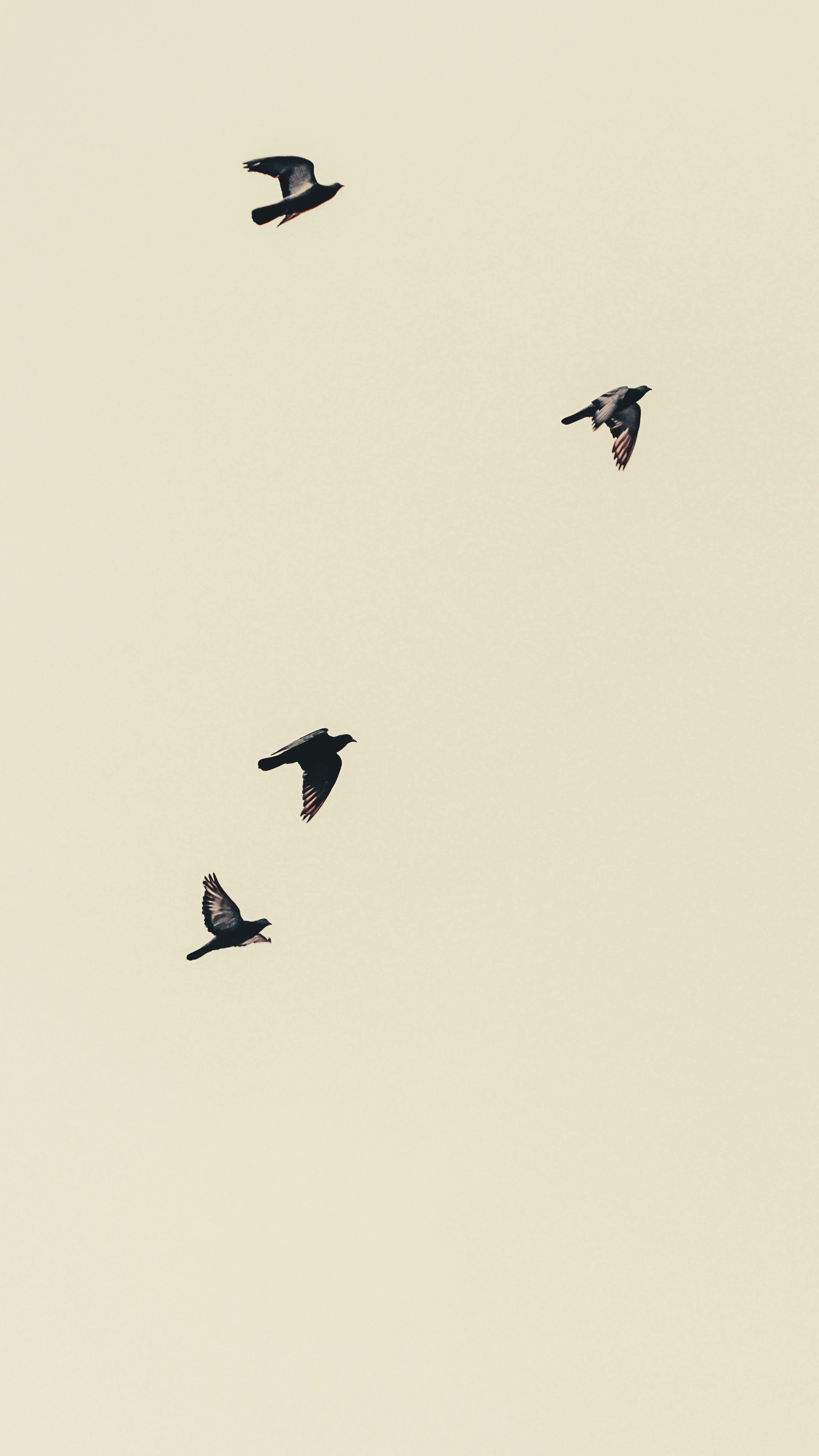 Quartet of silhouettes in a sunwashed sky