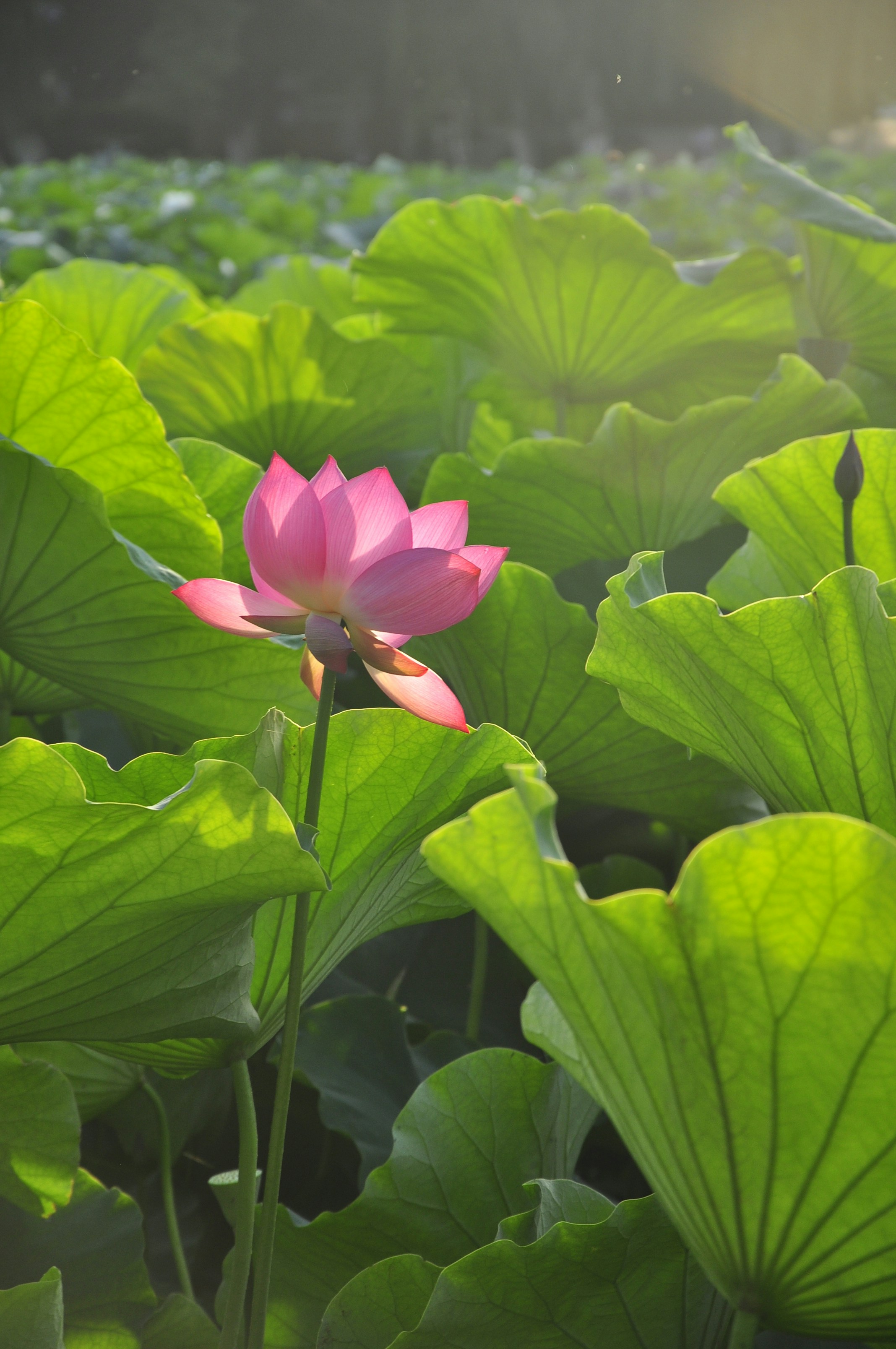 Pink Lotus Rising Among Emerald Leaves