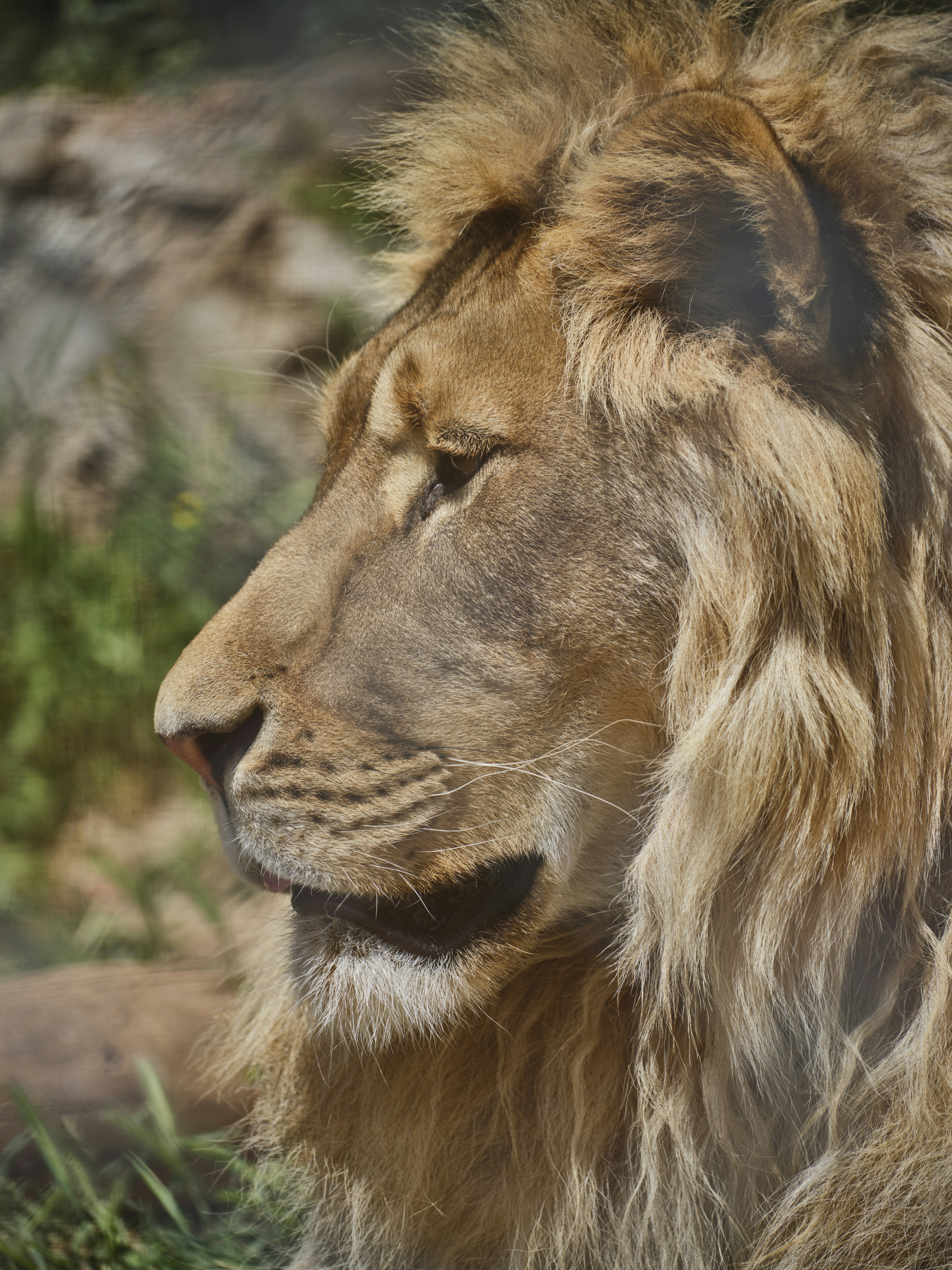 Profile of a lion with a majestic mane, set against a blurred green backdrop, exuding strength and tranquility.