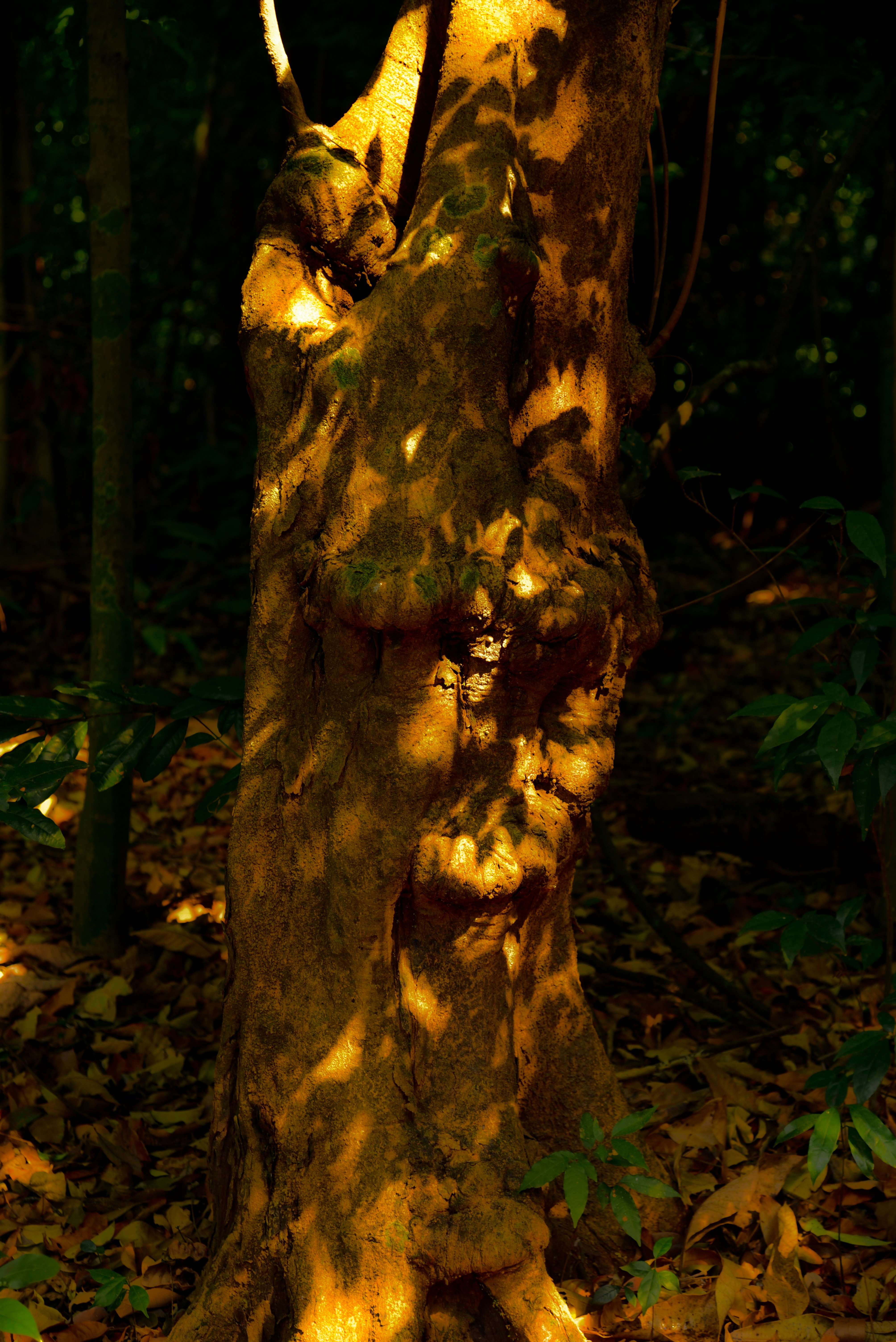 Intricately textured tree trunk illuminated by dappled sunlight, surrounded by lush foliage and fallen leaves.