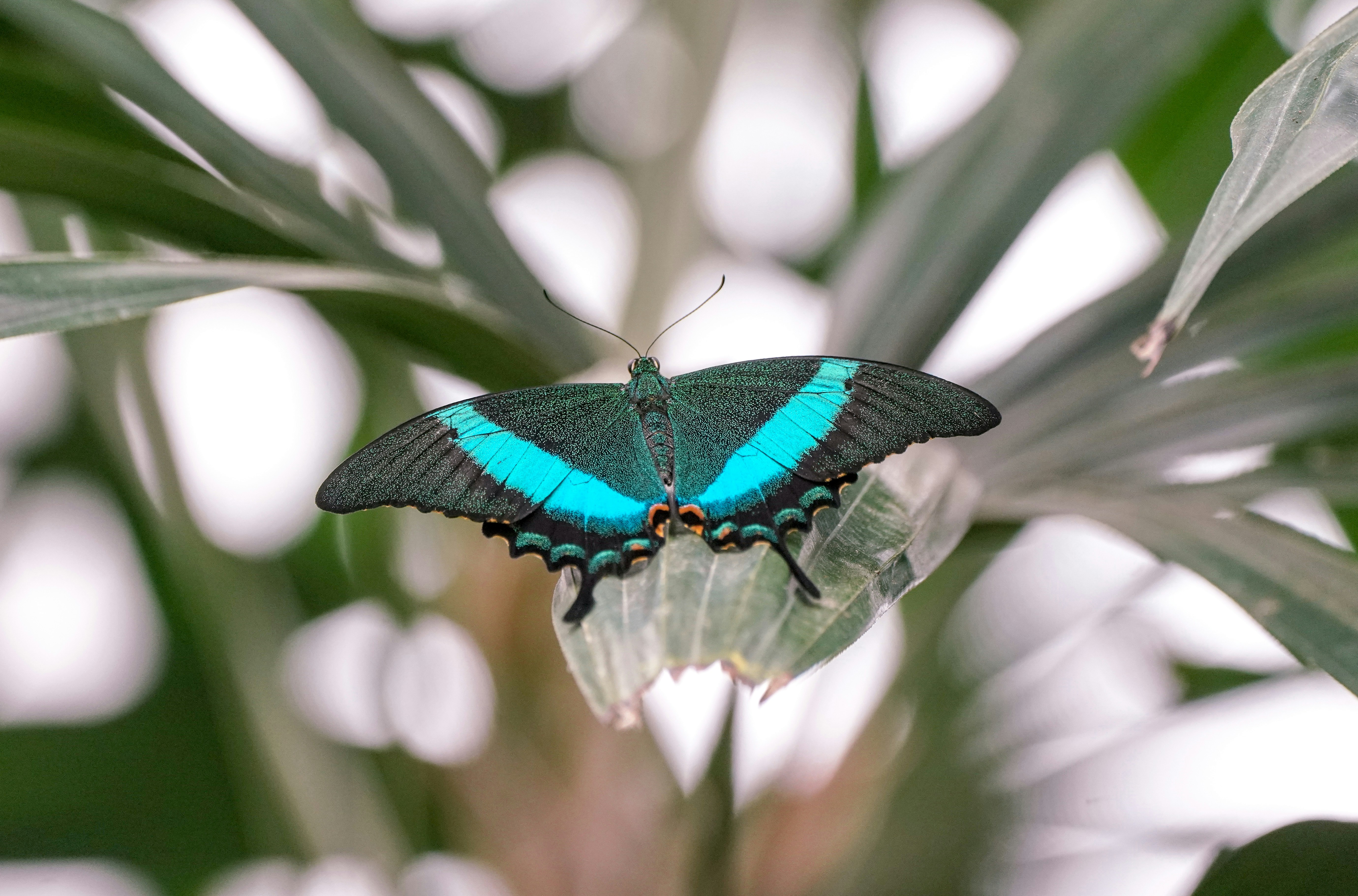 Neon Blue on Velvet Wings: A Butterfly at Rest Among Tropical Foliage