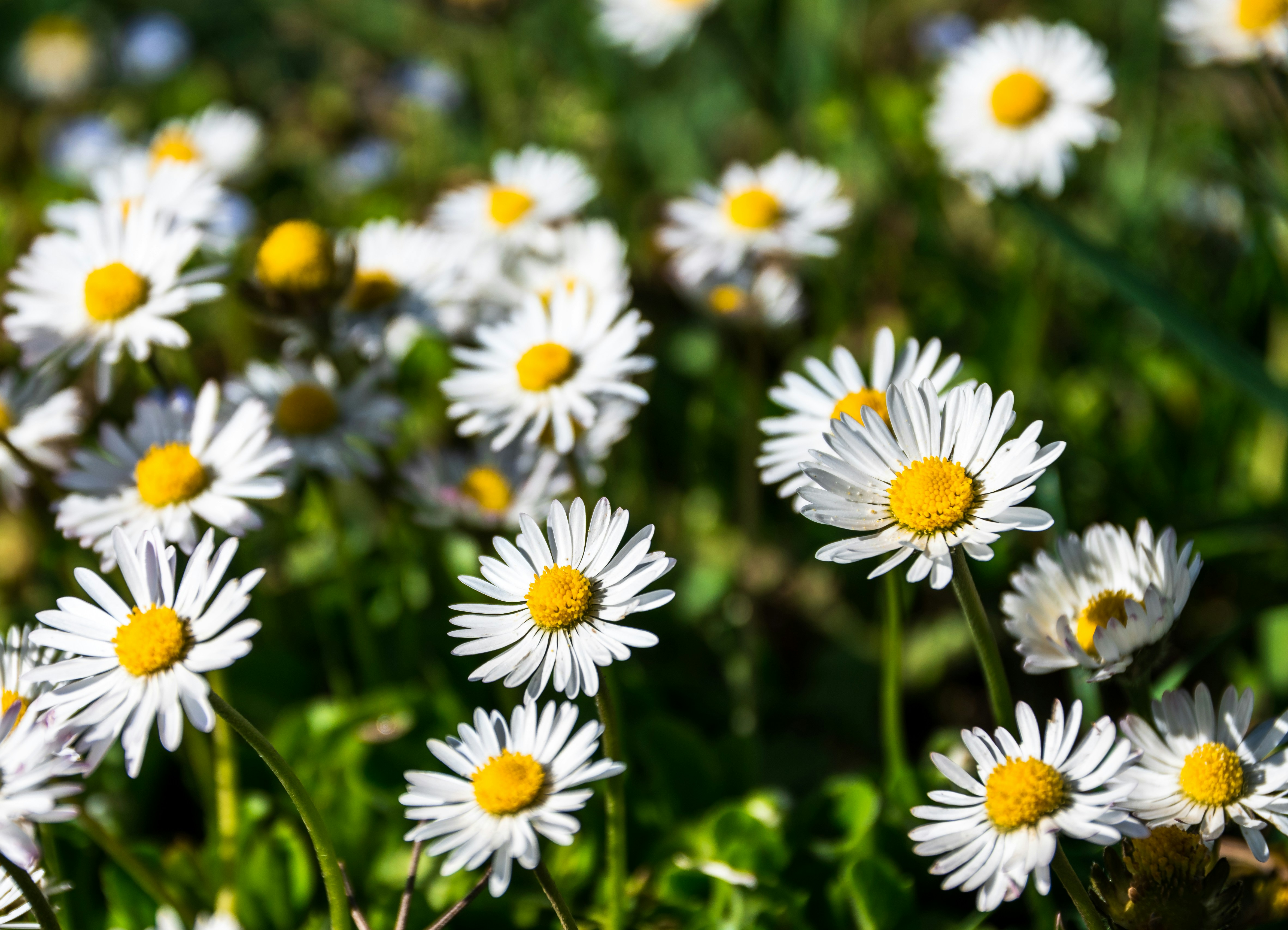 Sunlit Daisies: Close-Up of White Petals and Golden Centers
