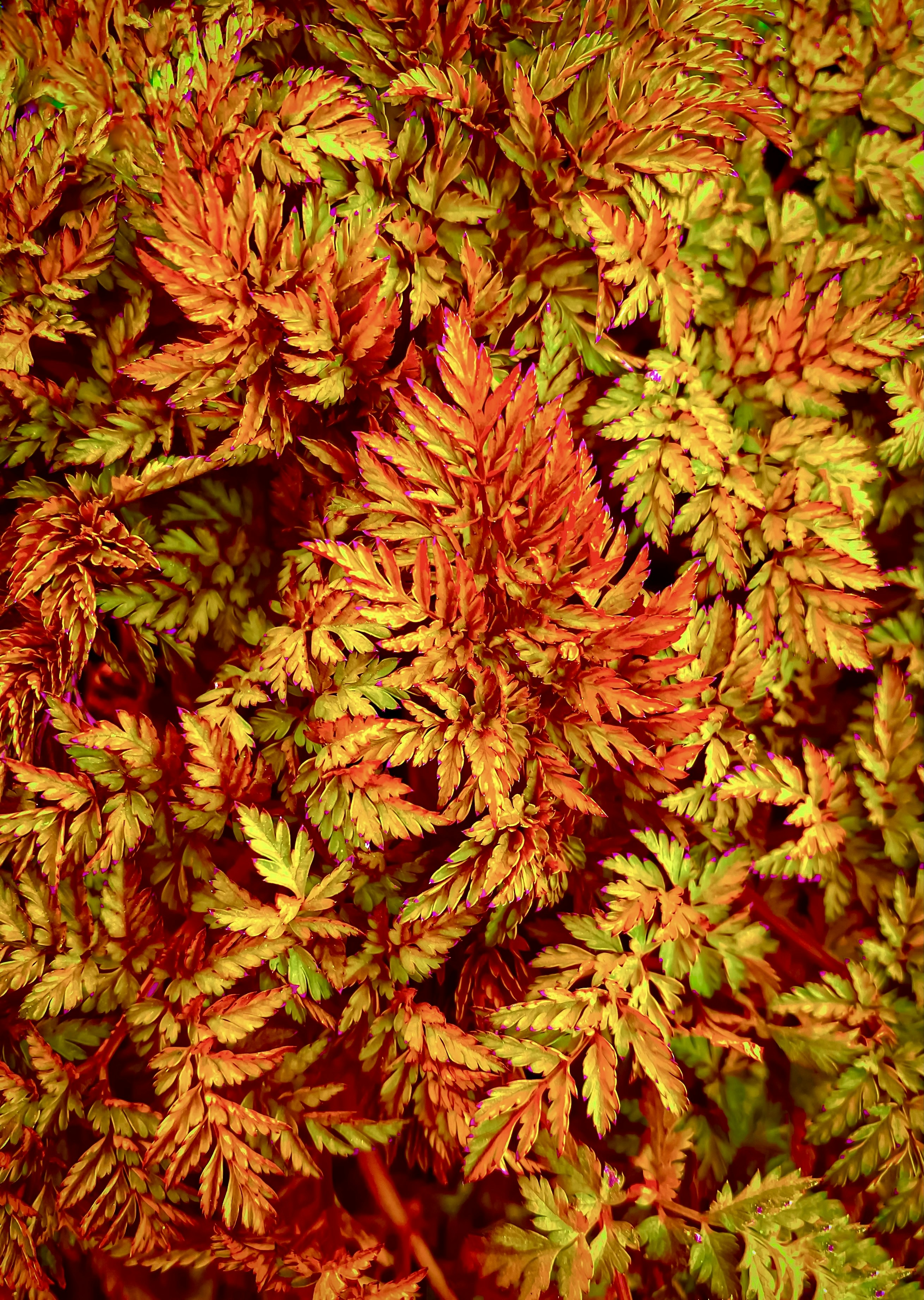 Ember-Cascade: Close-Up of Fiery Autumn Foliage
