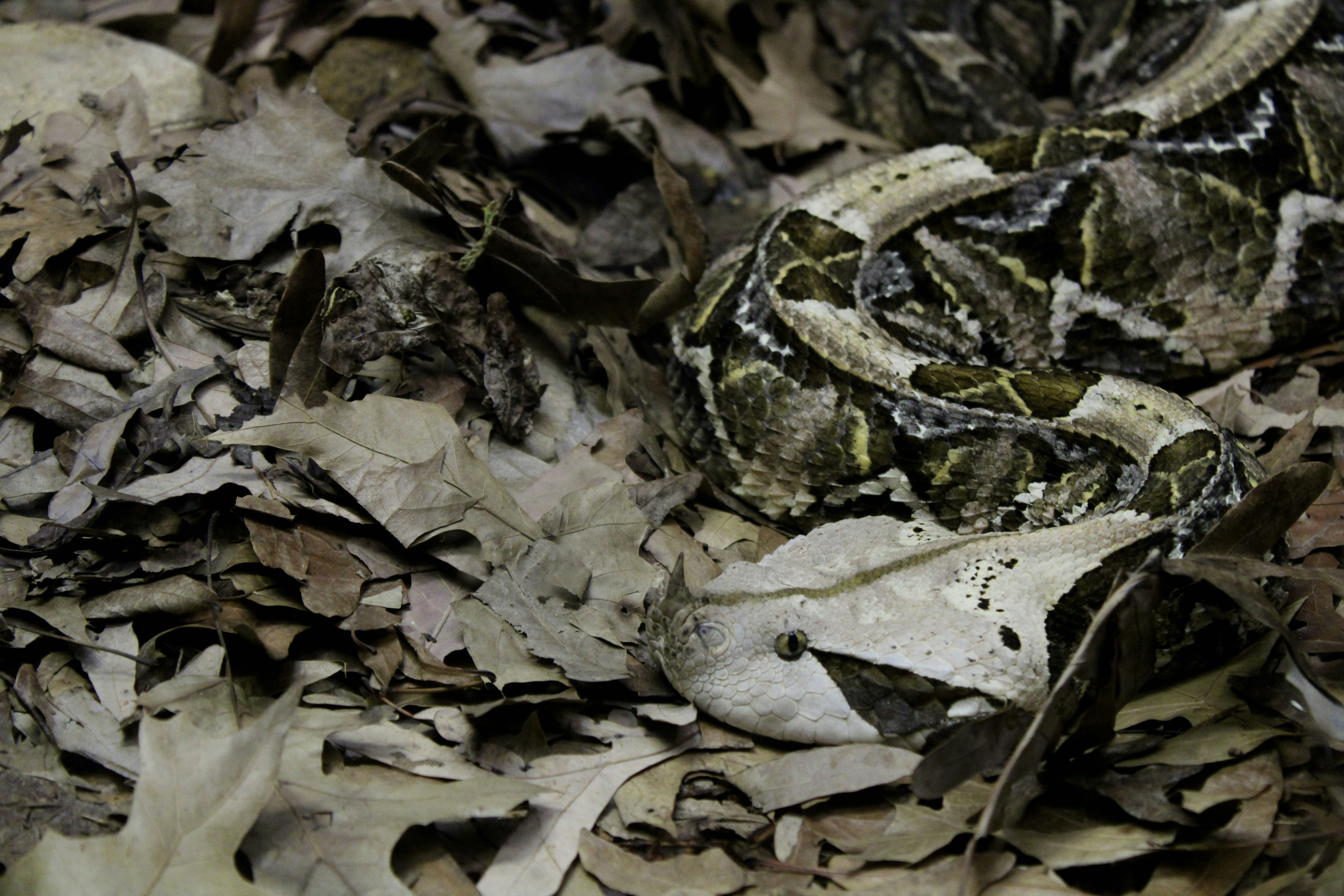 Camouflaged snake lying among dried leaves, partially coiled with a pale head visible; natural forest floor detail and bark textures.