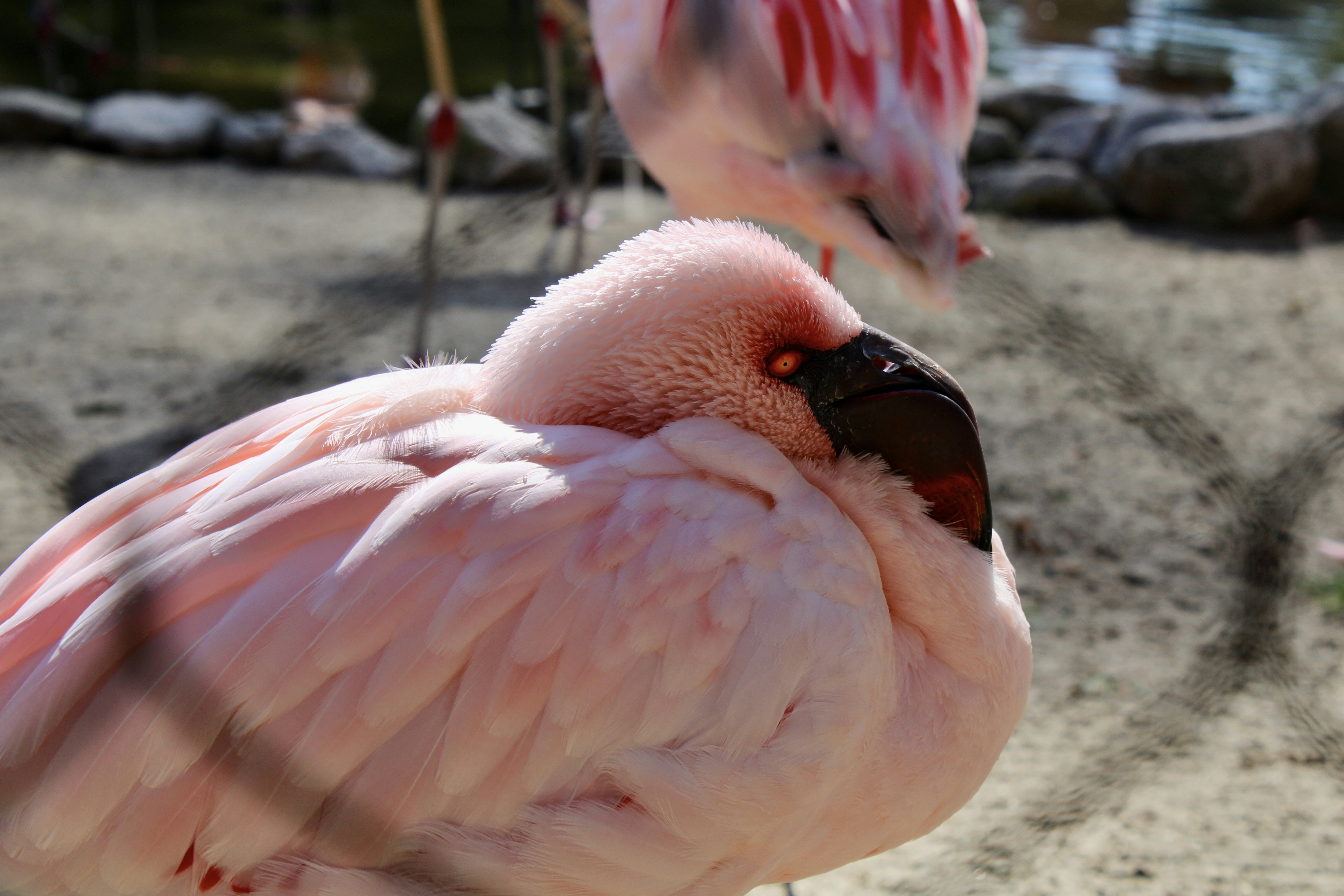 a pink flamingo with a black beak