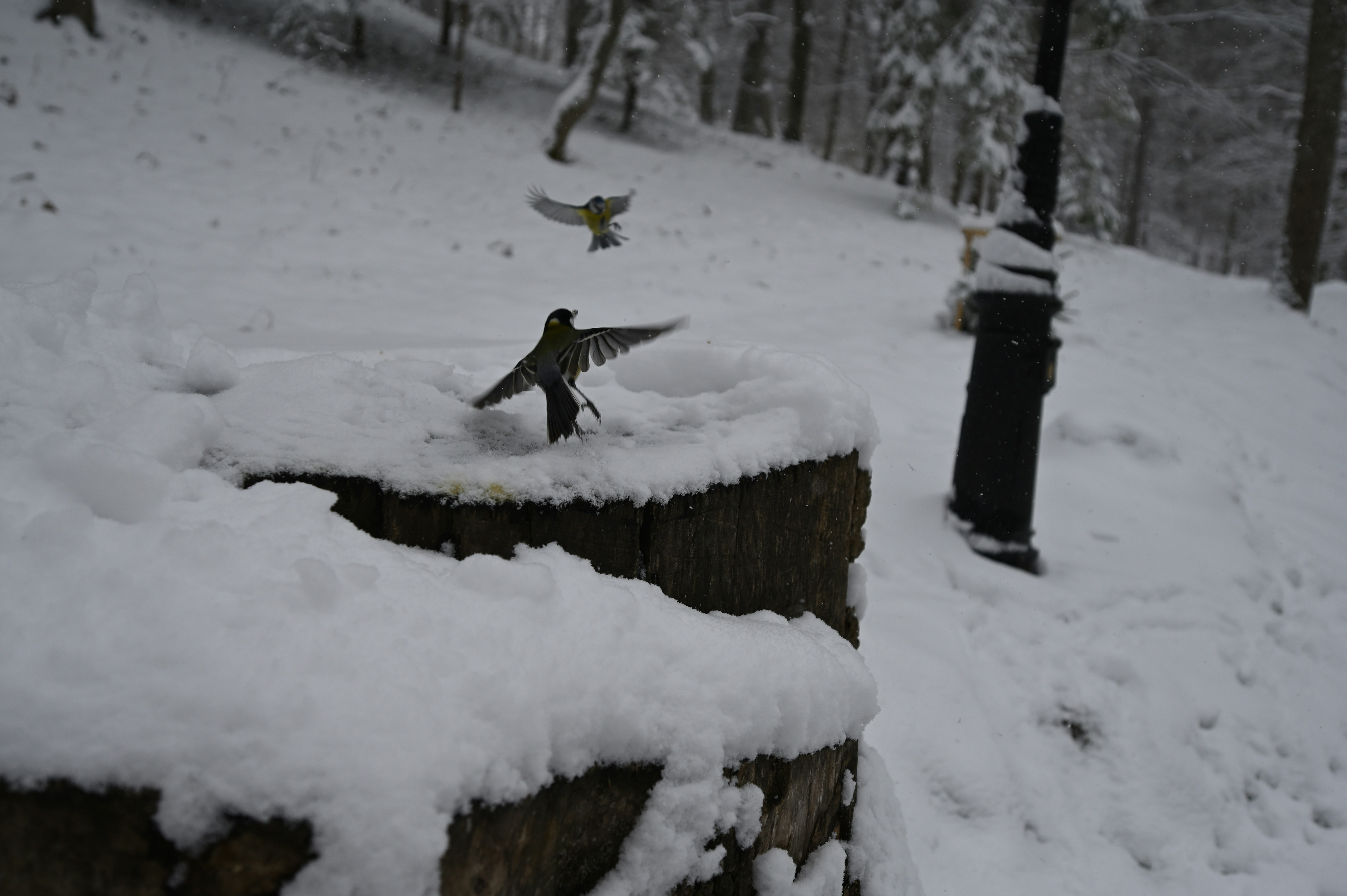 Snowbound Stump: A Sparrow's Quiet Takeoff in a Park