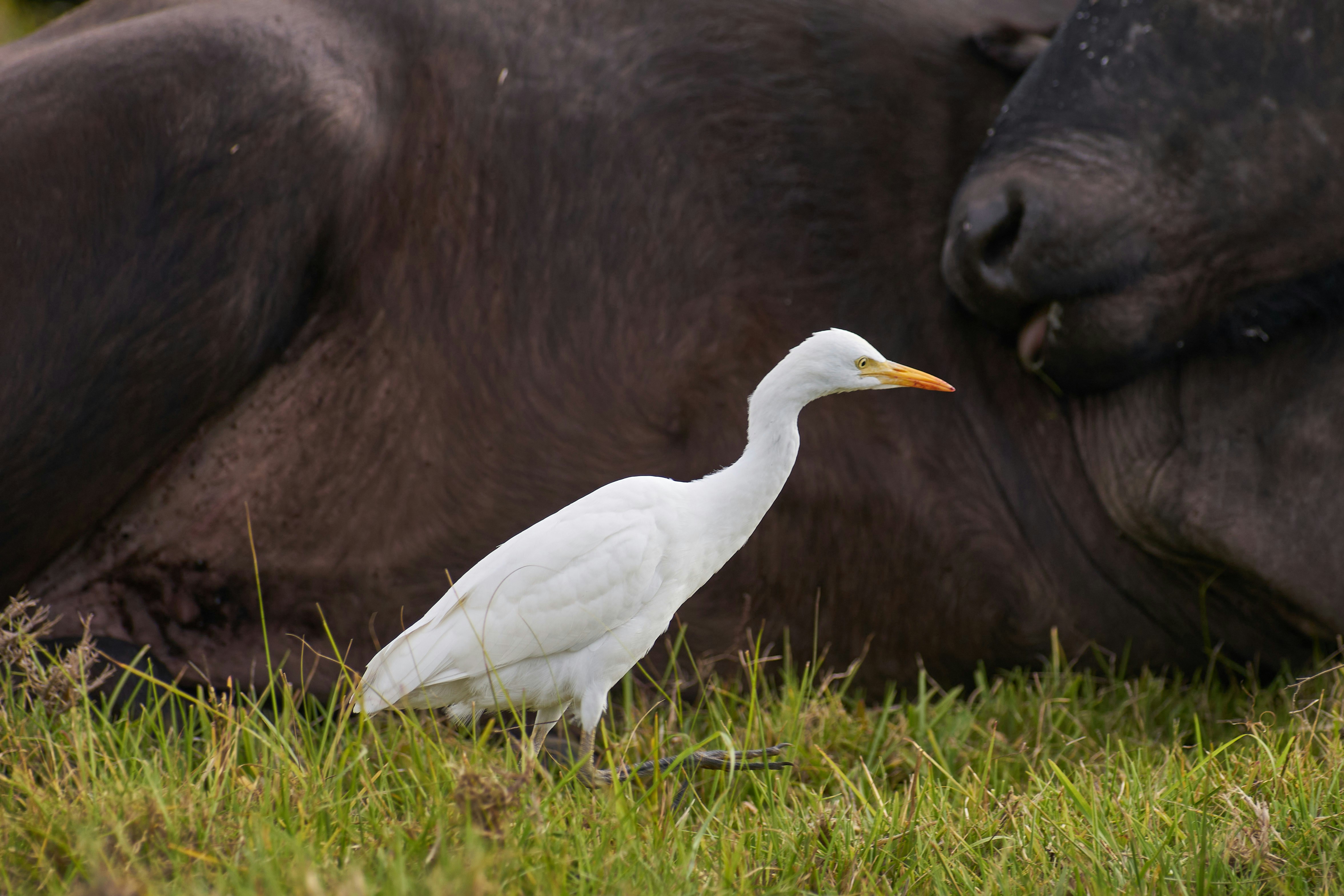 Pasture Sentinel: A White Heron Stands Before a Resting Buffalo in Dappled Grass