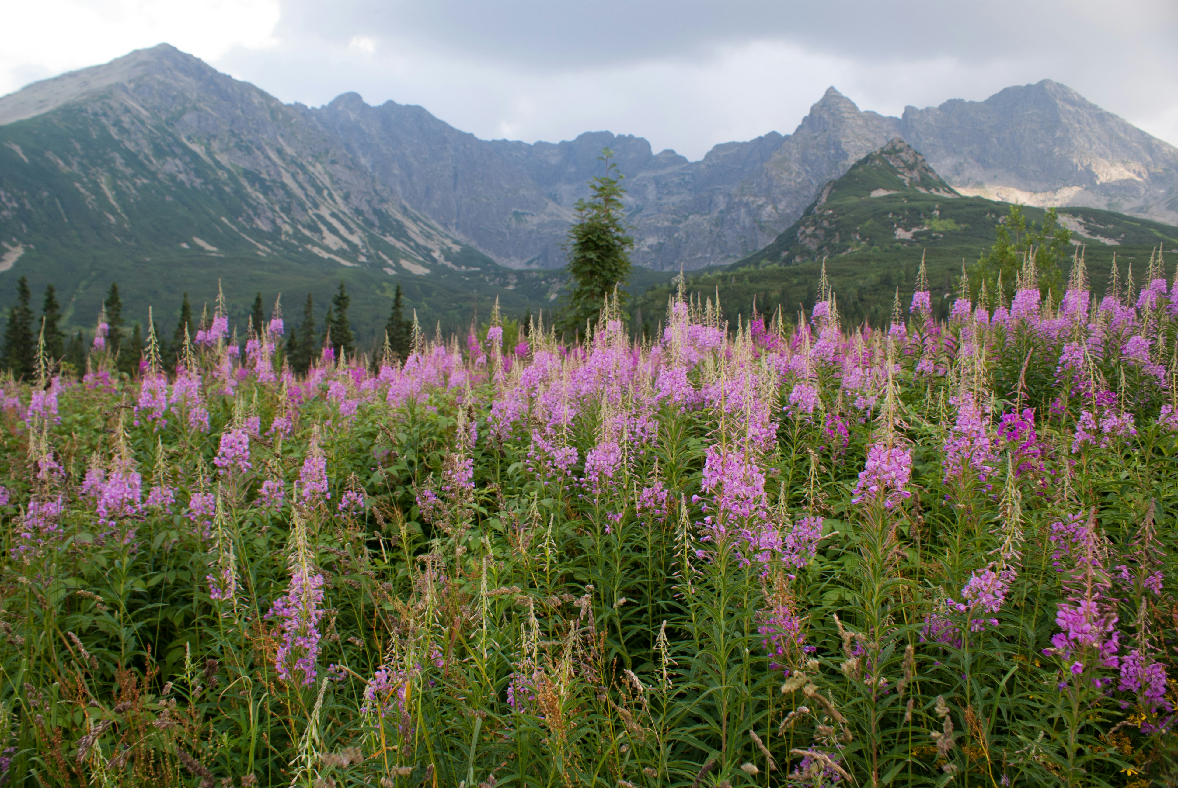 Blooms Beyond the Alps: Pink Wildflowers Framing a Mountain Panorama