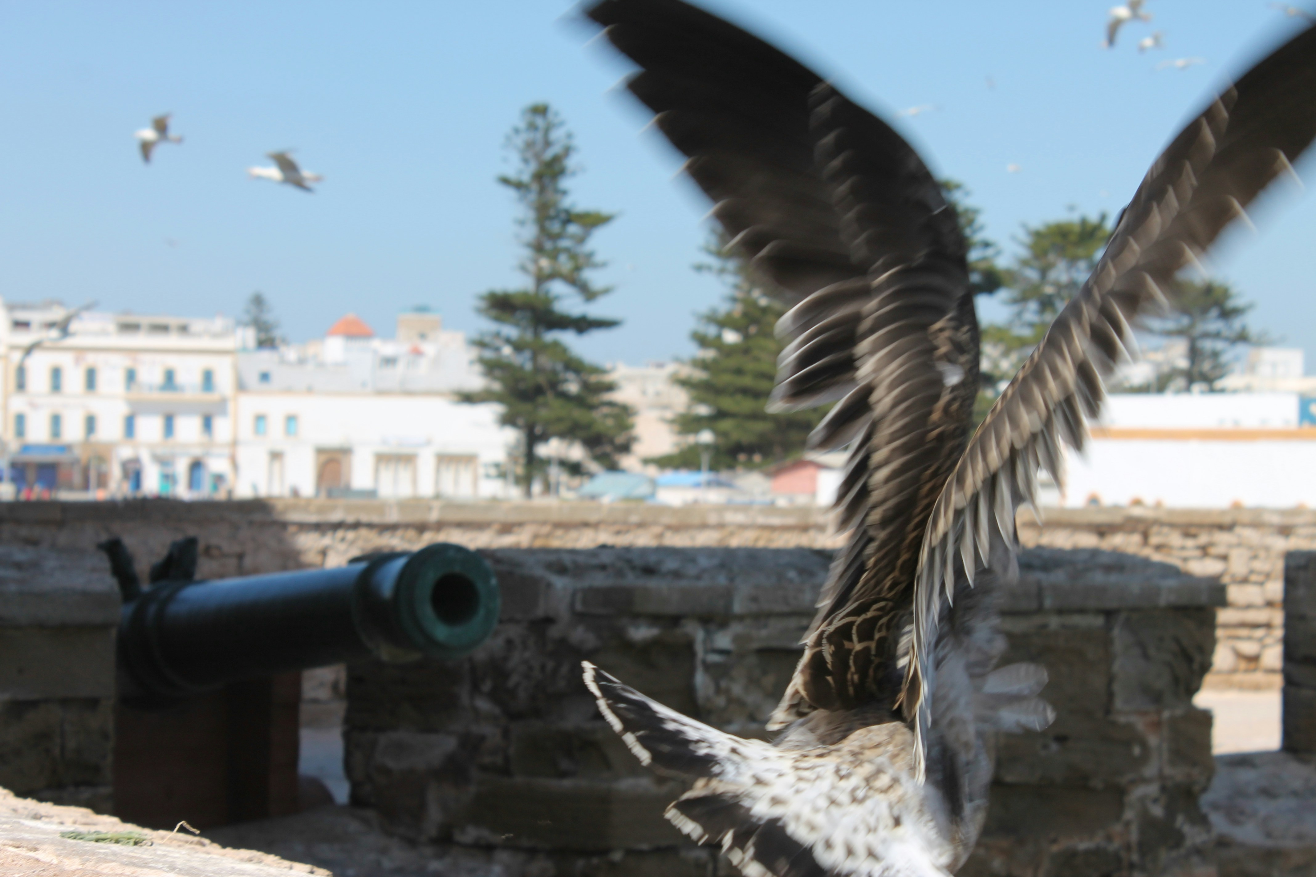 Cannon by the Harbor: Motion at the Stone Battery