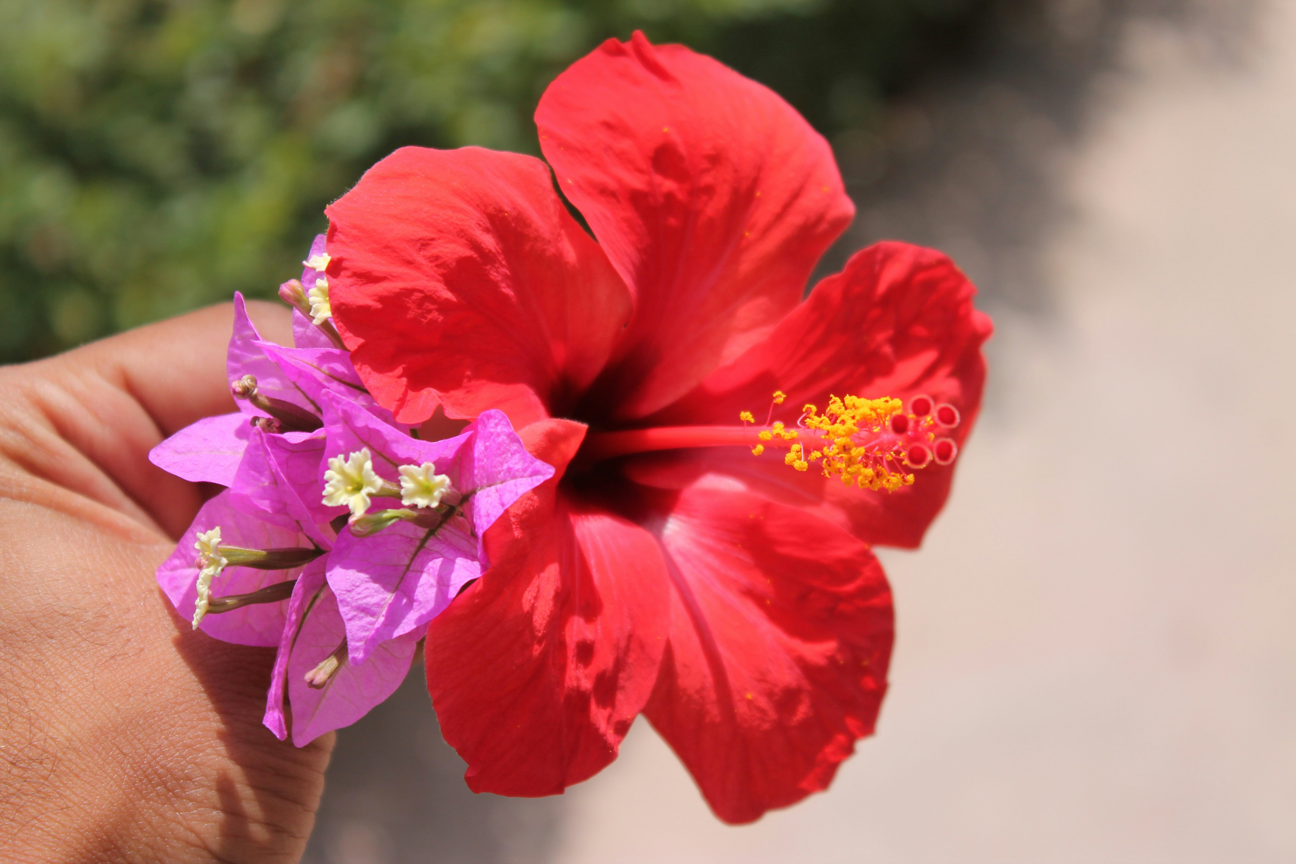 Crimson Hibiscus in a Sunlit Hand, Framed by Violet Bloom