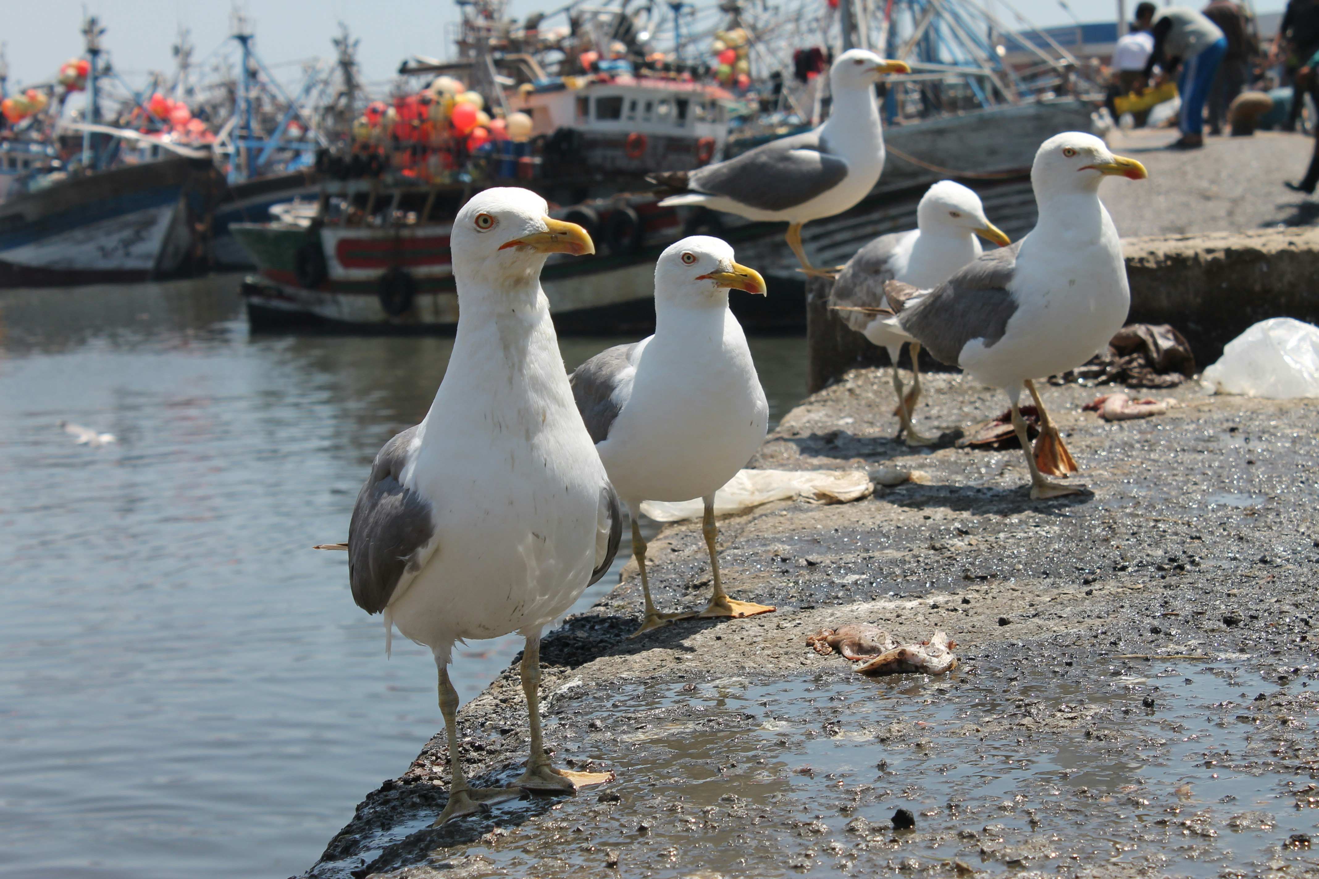 a group of seagulls on a dock by water