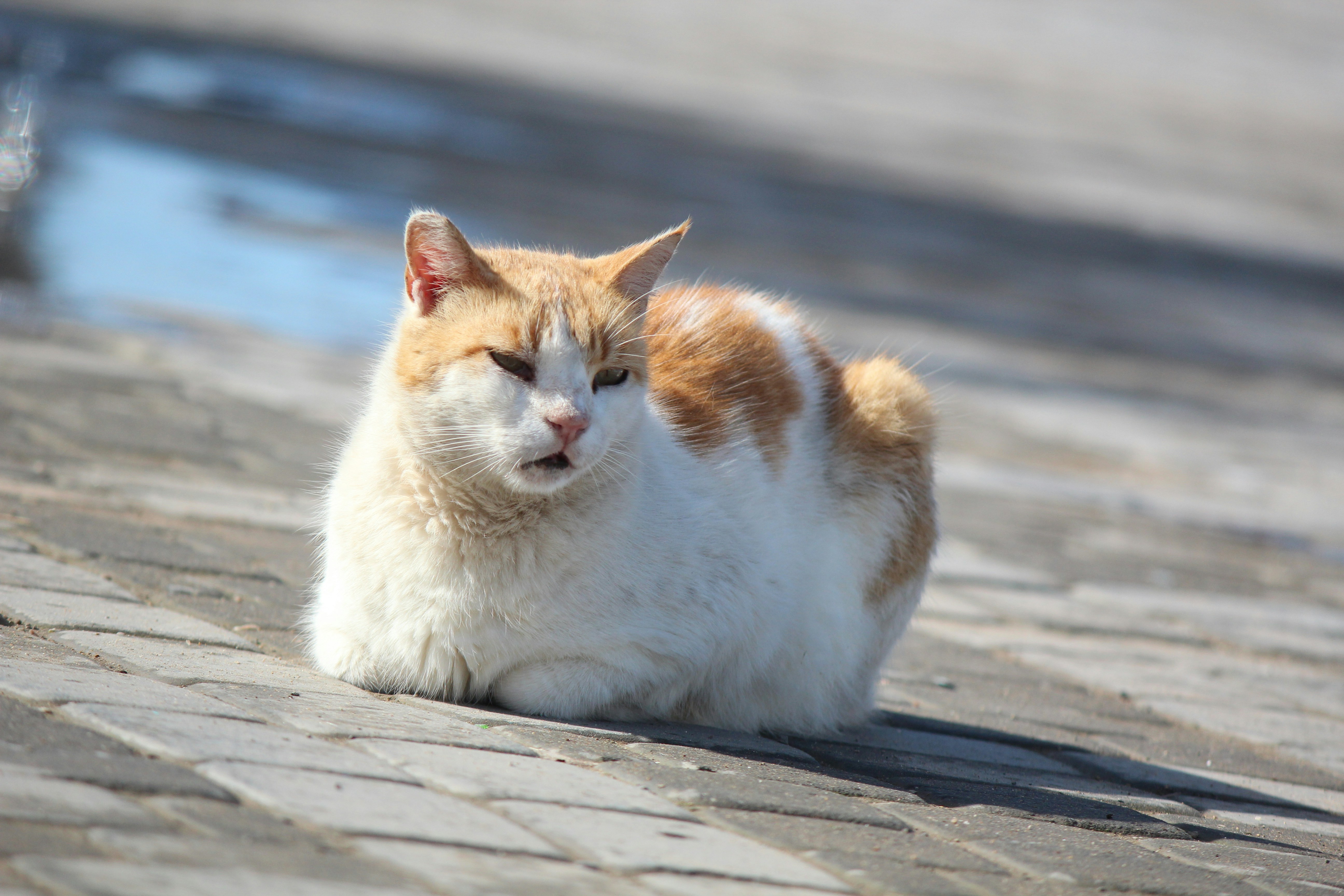 Sunlit Loaf on Weathered Flagstones