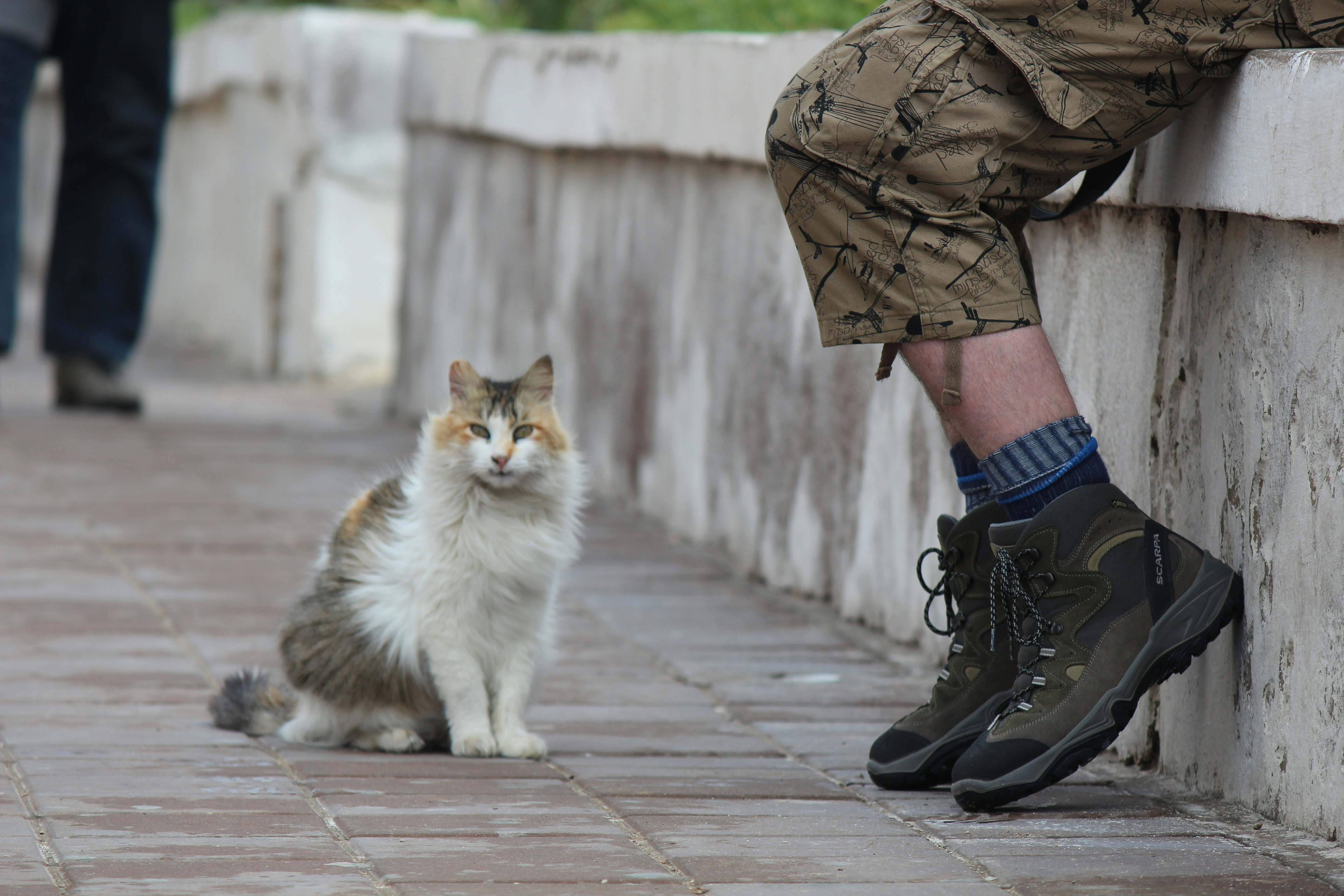 A calico cat sits attentively beside a person resting against a wall, showcasing a moment of urban companionship.