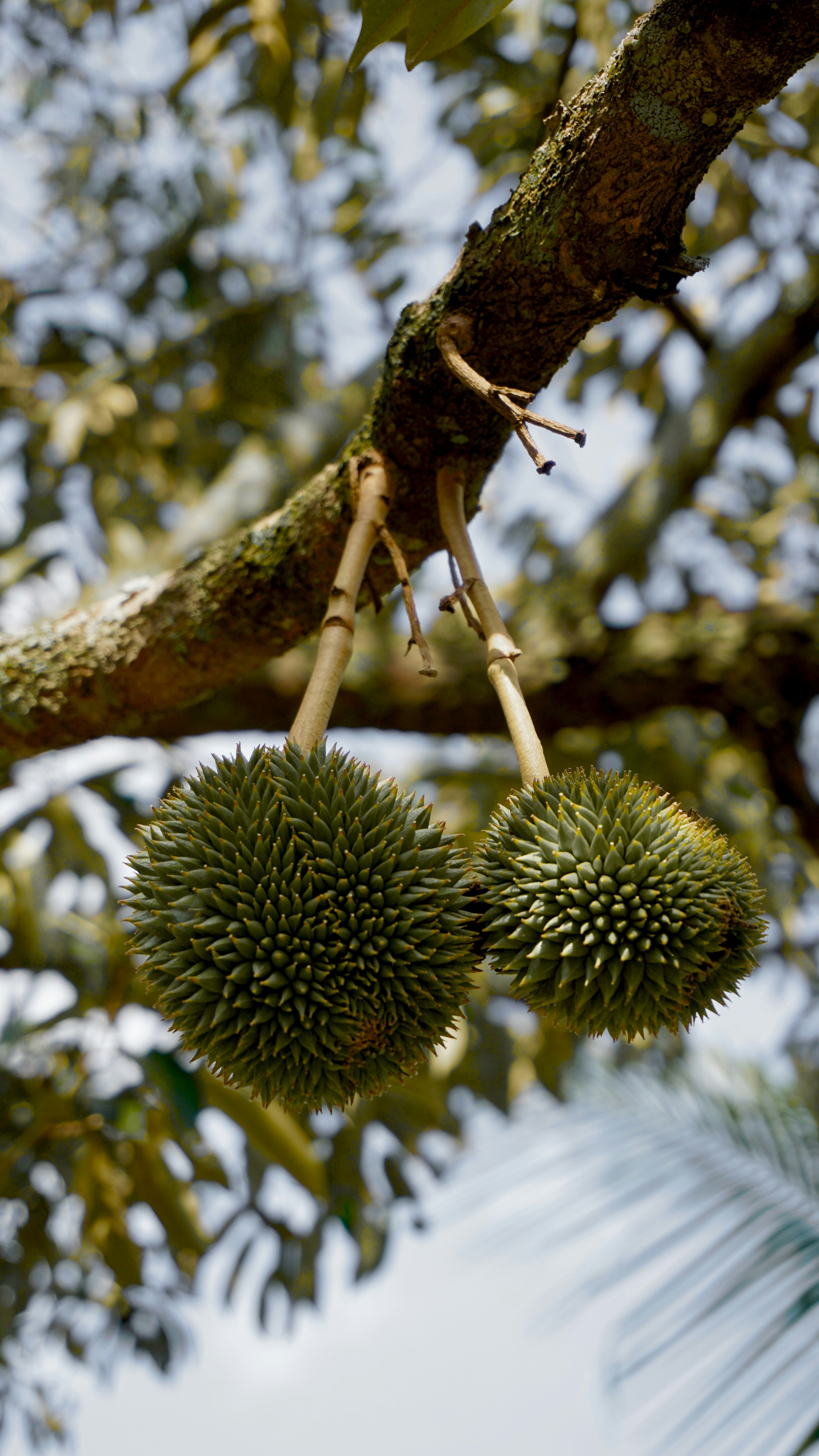Two green durians hanging from a branch, surrounded by lush foliage under a bright sky.