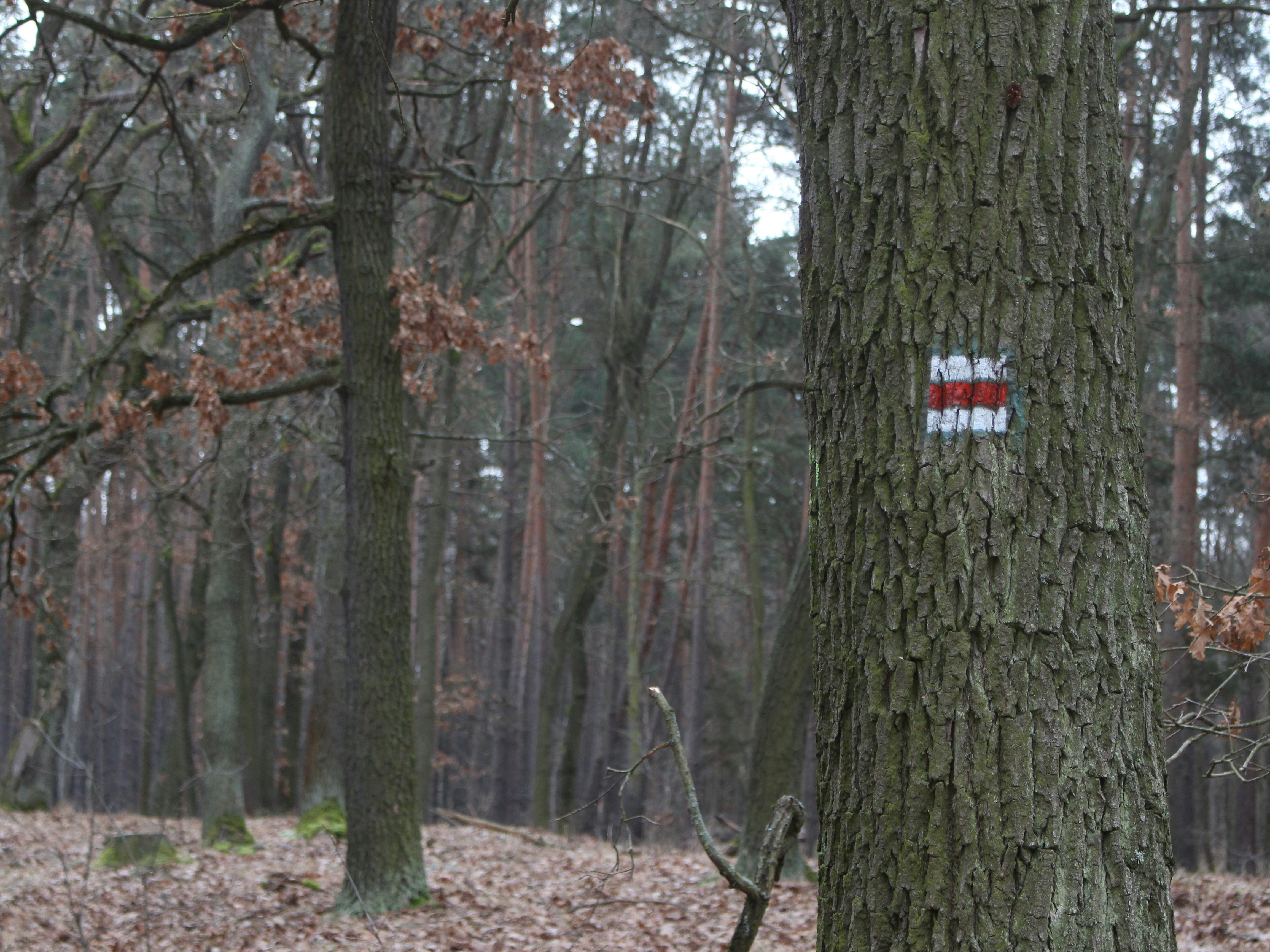 a tree with a red car in the background