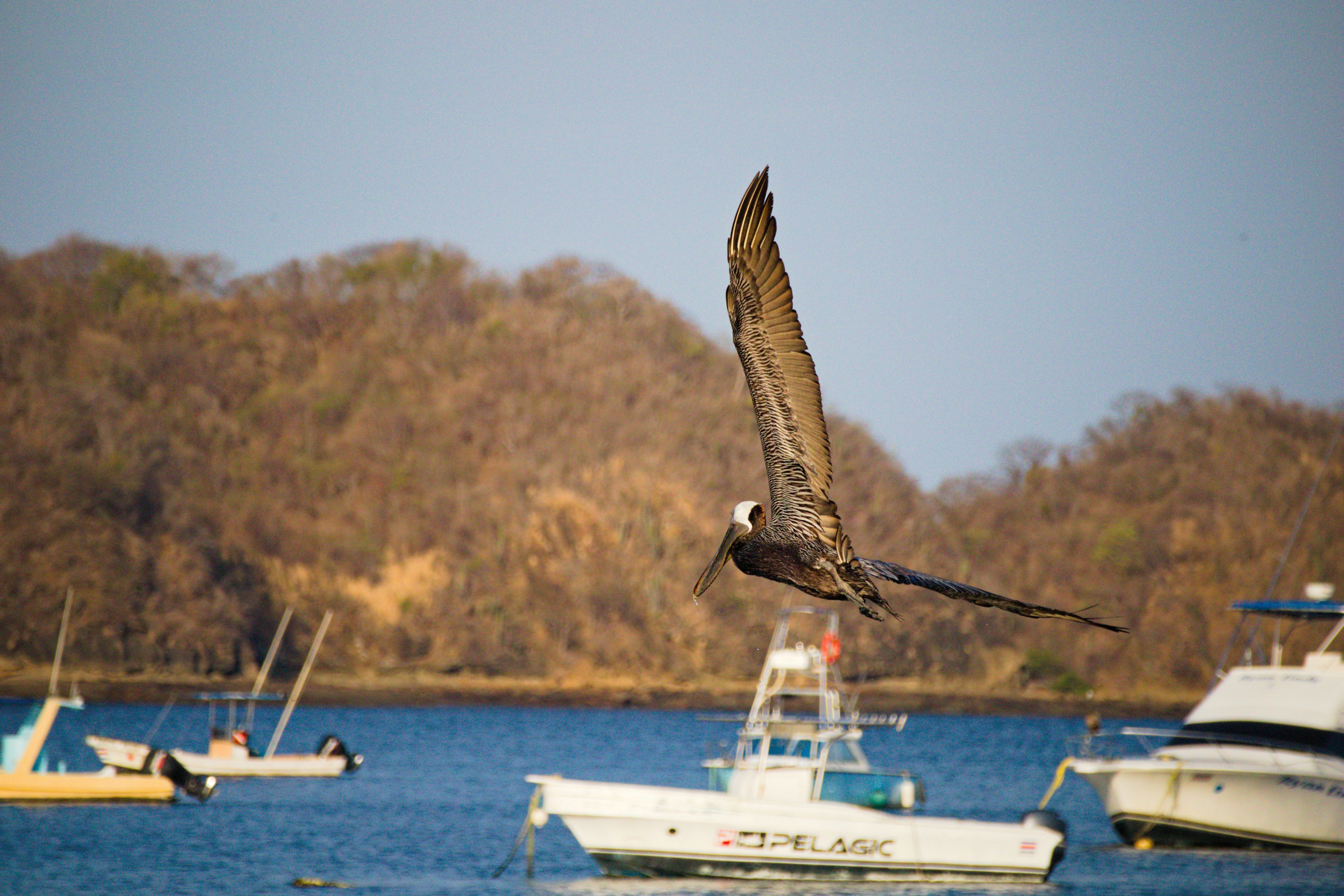 A bird flying over a boat photo – Free Tropical Image on Unsplash