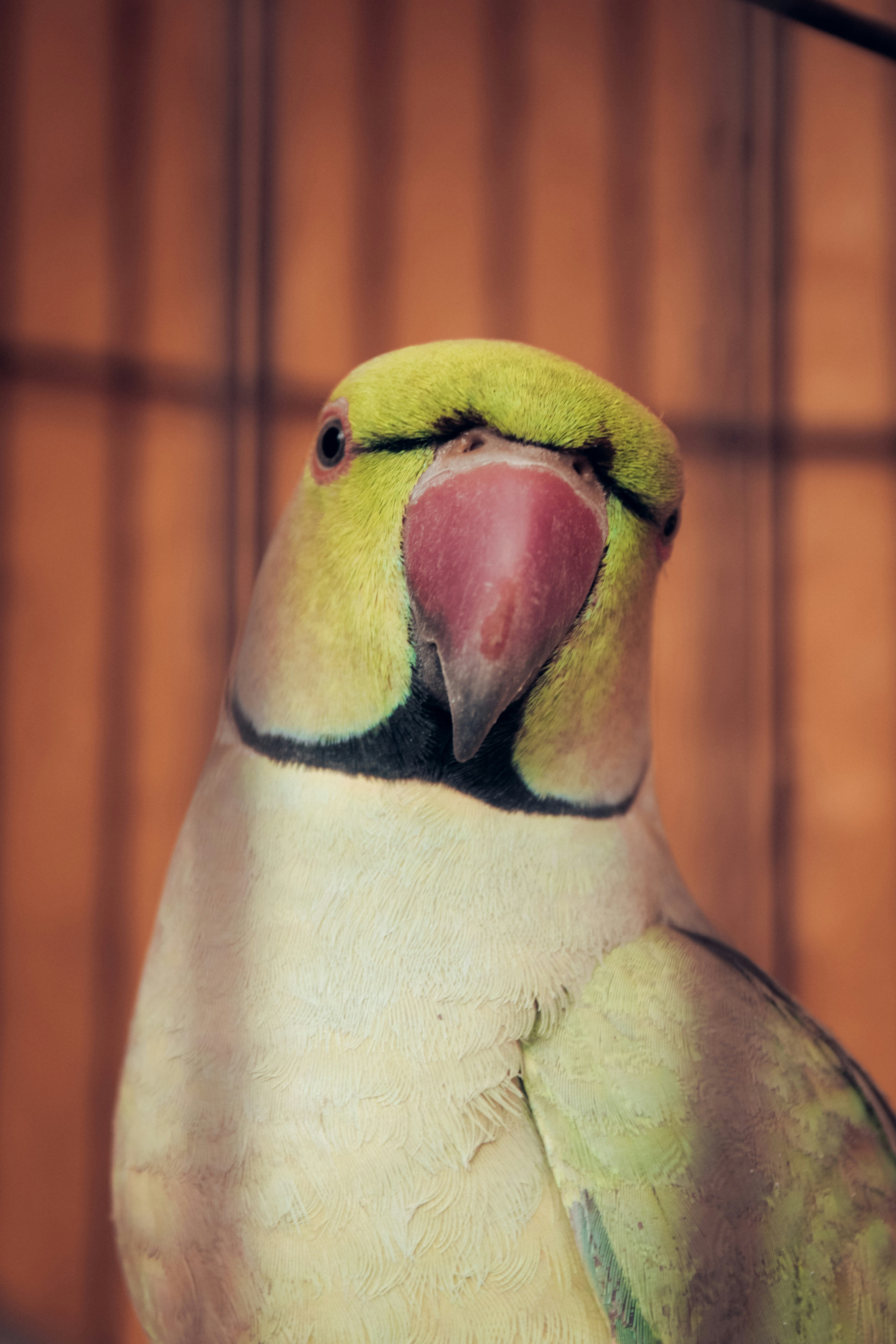 Amber-lit Cockatiel Close-Up Amid Warm Wooden Slats