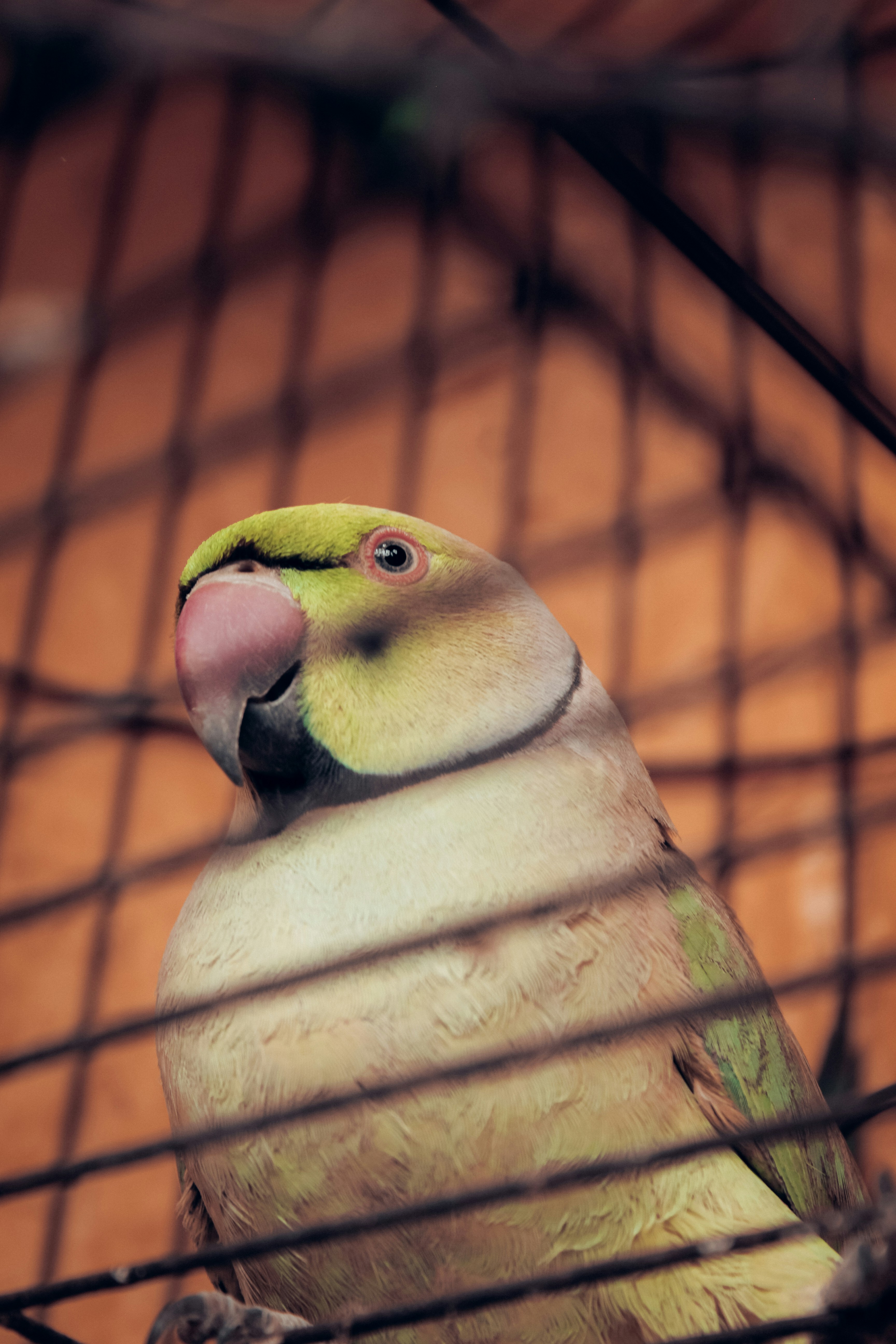 In the Gilded Cage: Close-Up of a Green Parrot's Curious Gaze