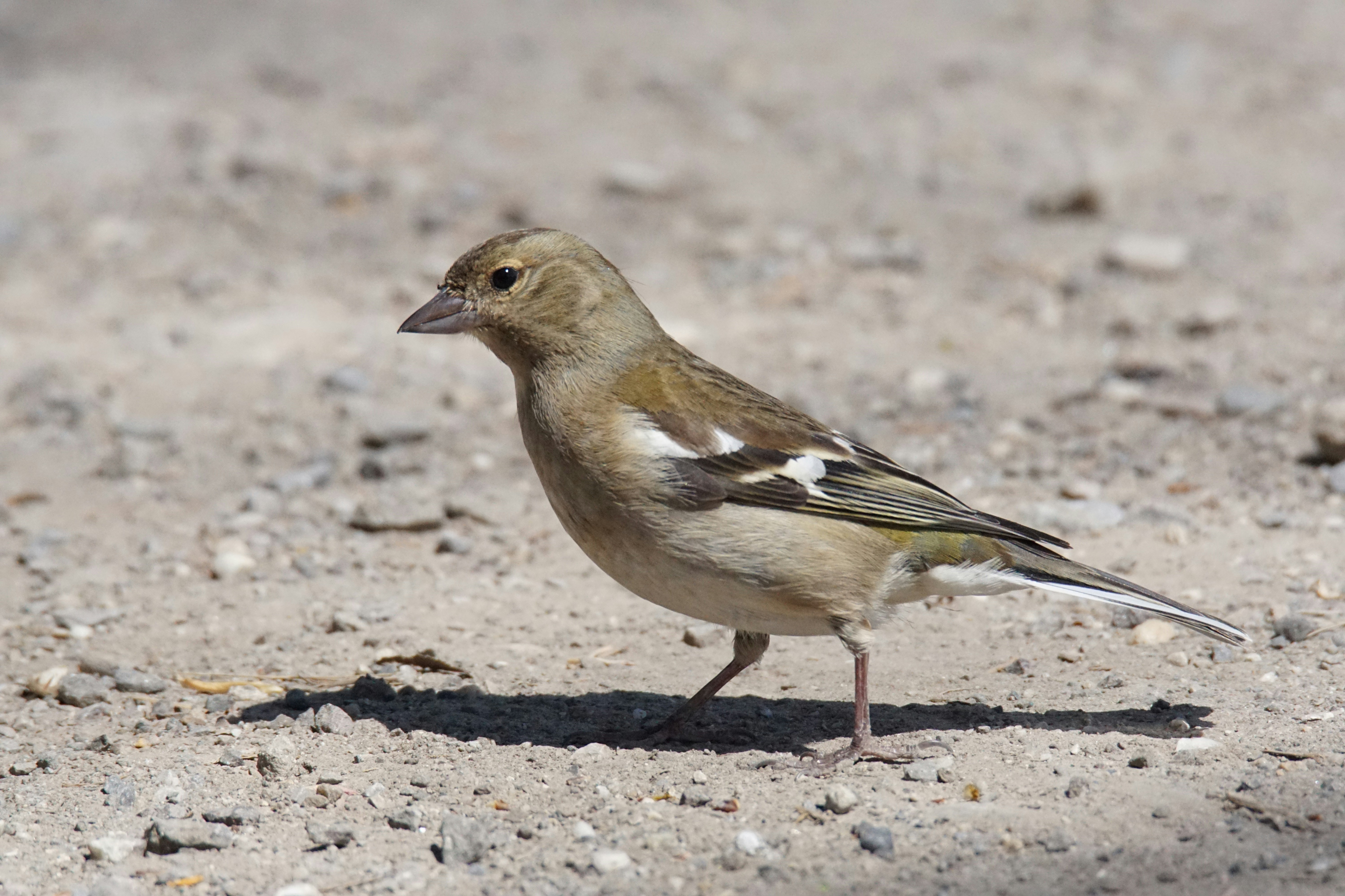 Sunlit Gravel Pause: Olive Warbler on a Pebble Stage