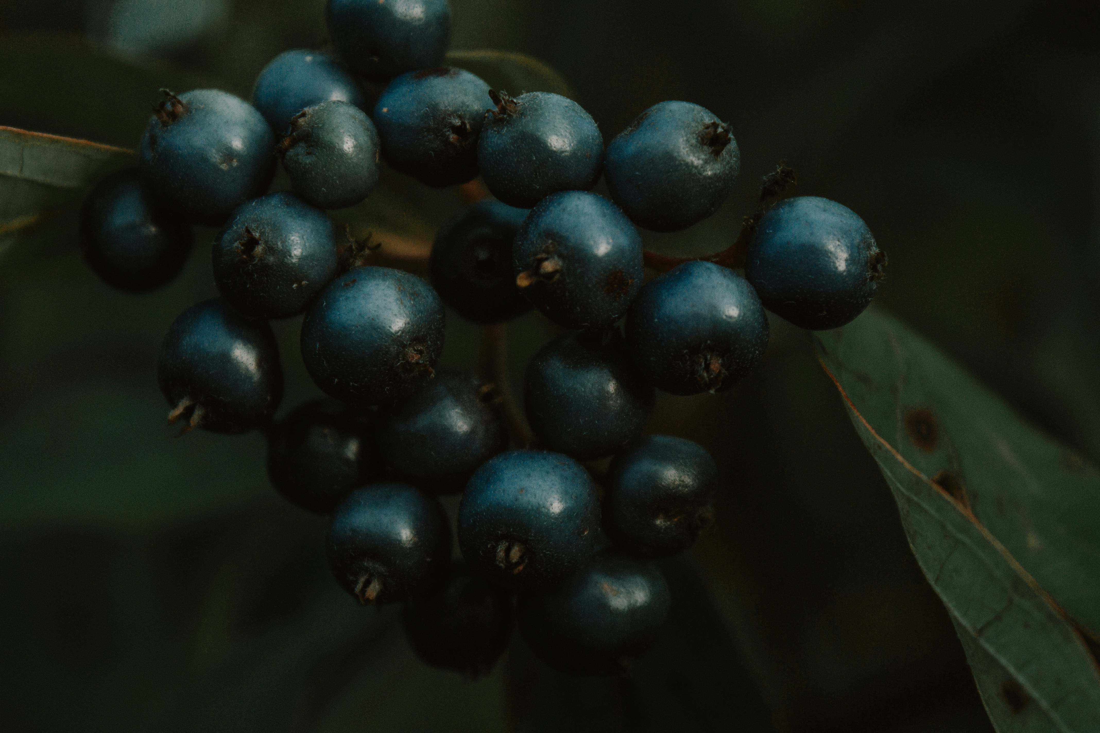 a bunch of blue berries
