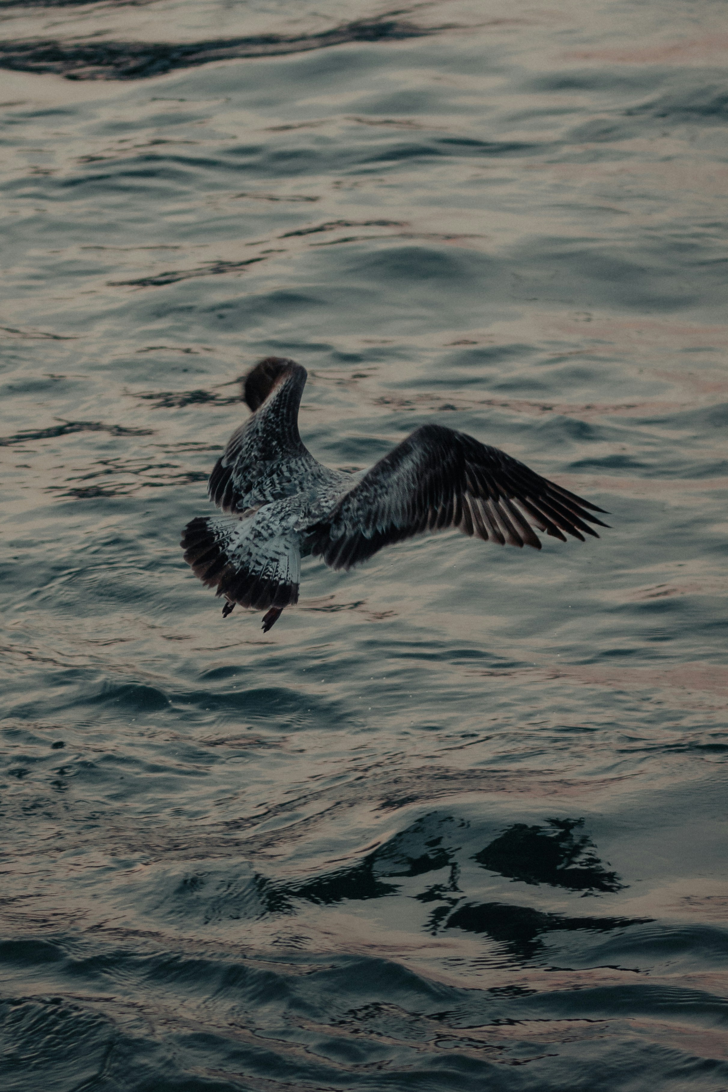 A bird flying over water photo – Free Sea Image on Unsplash