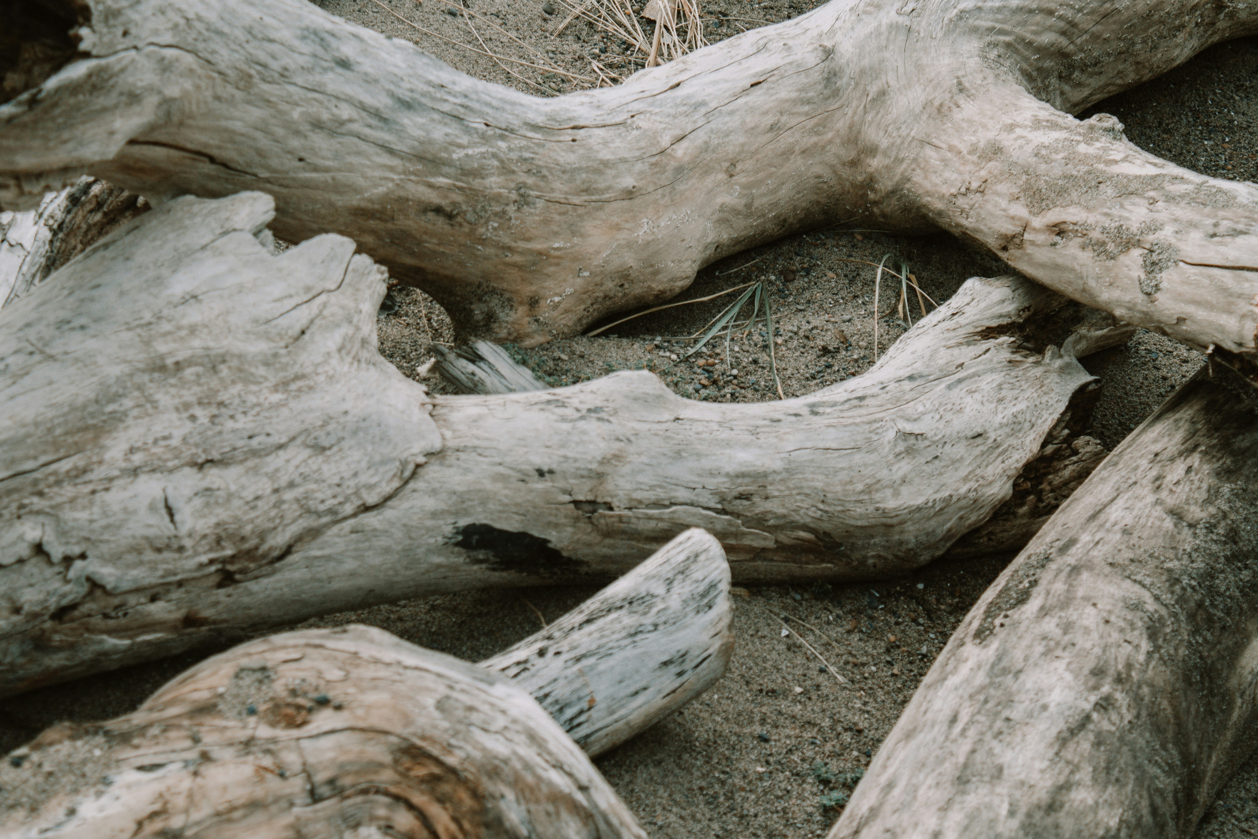 A group of logs photo – Free Grey Image on Unsplash