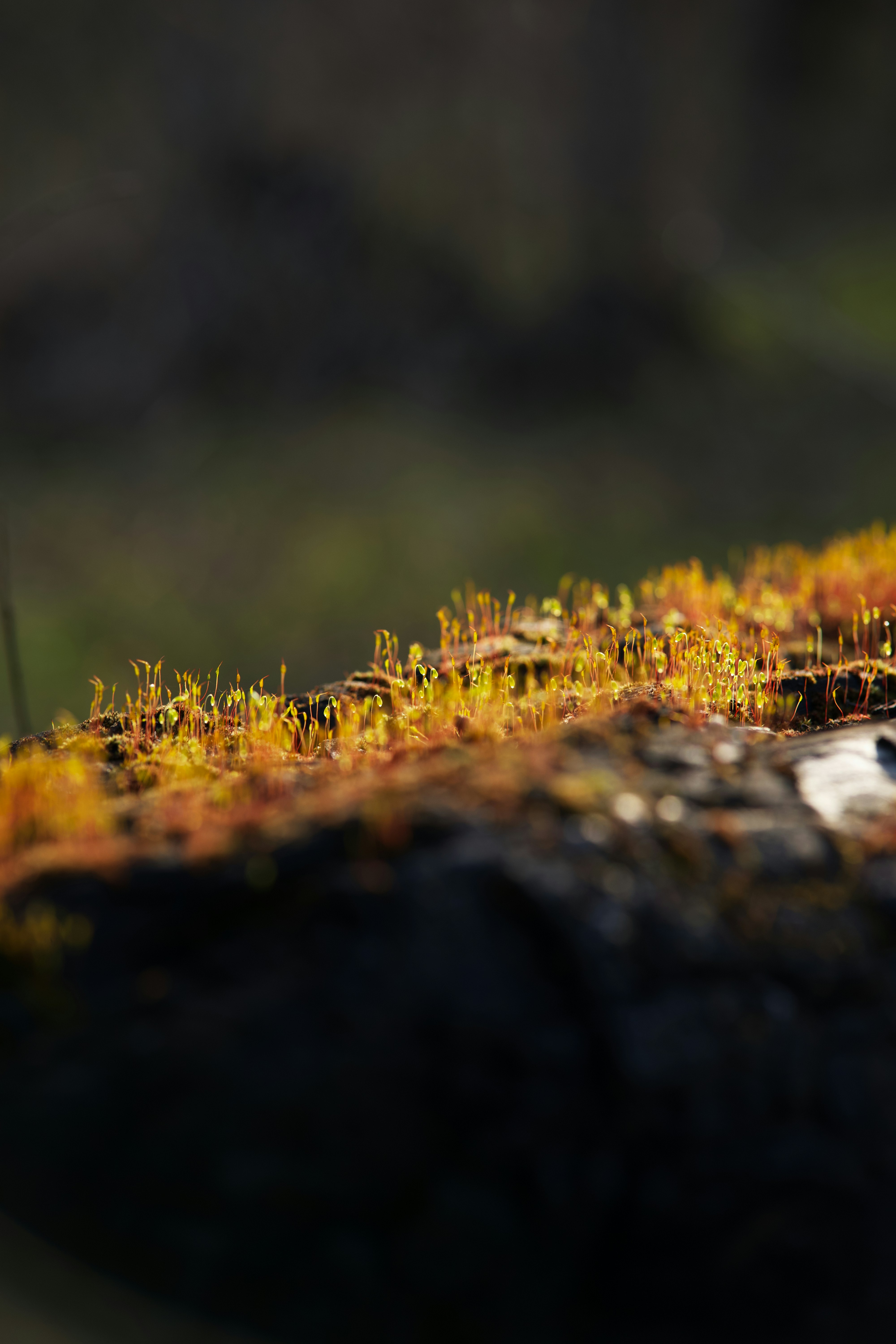 Mossy Carved Log with Sunlit Foliage on its Edge