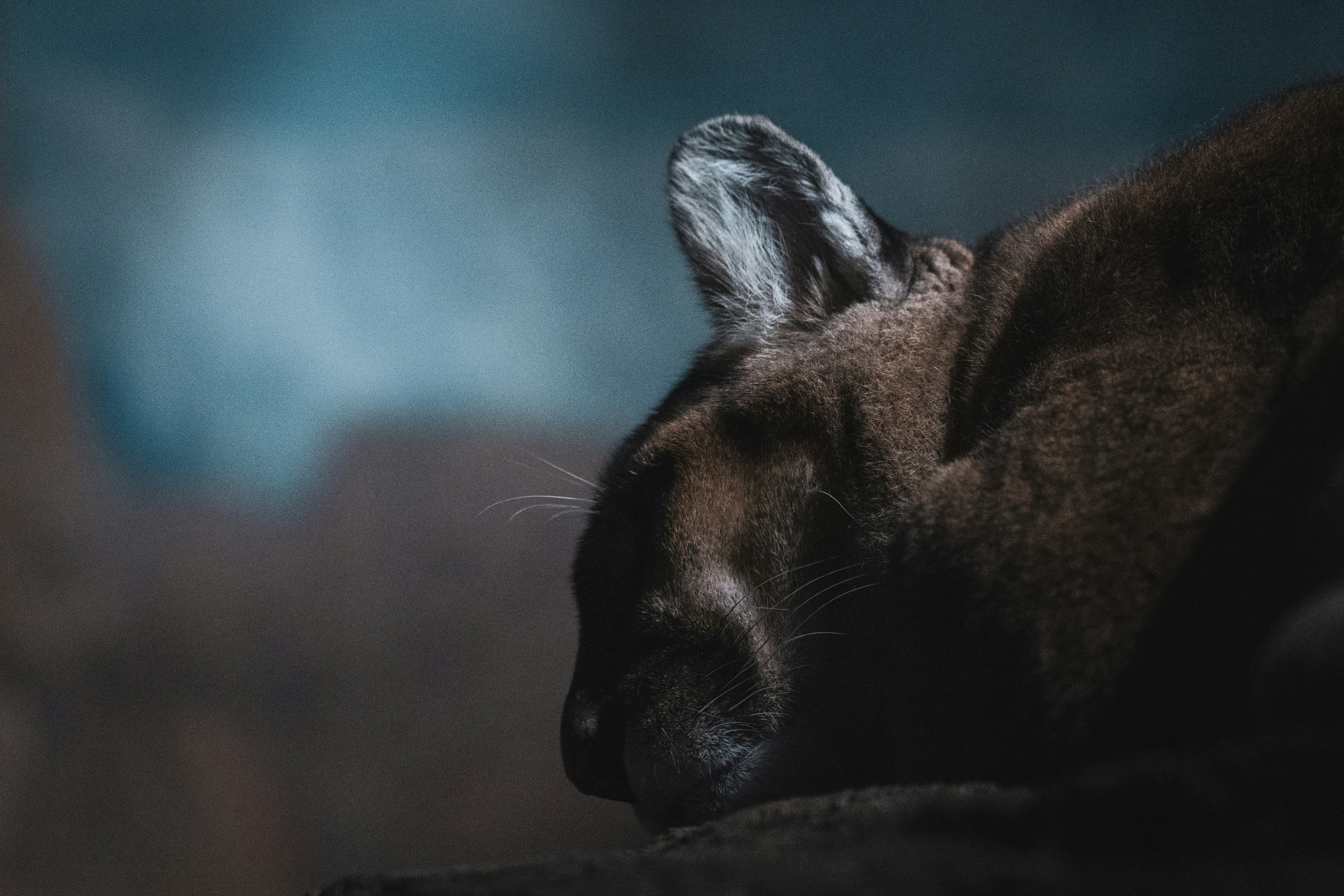 a close up of a cat