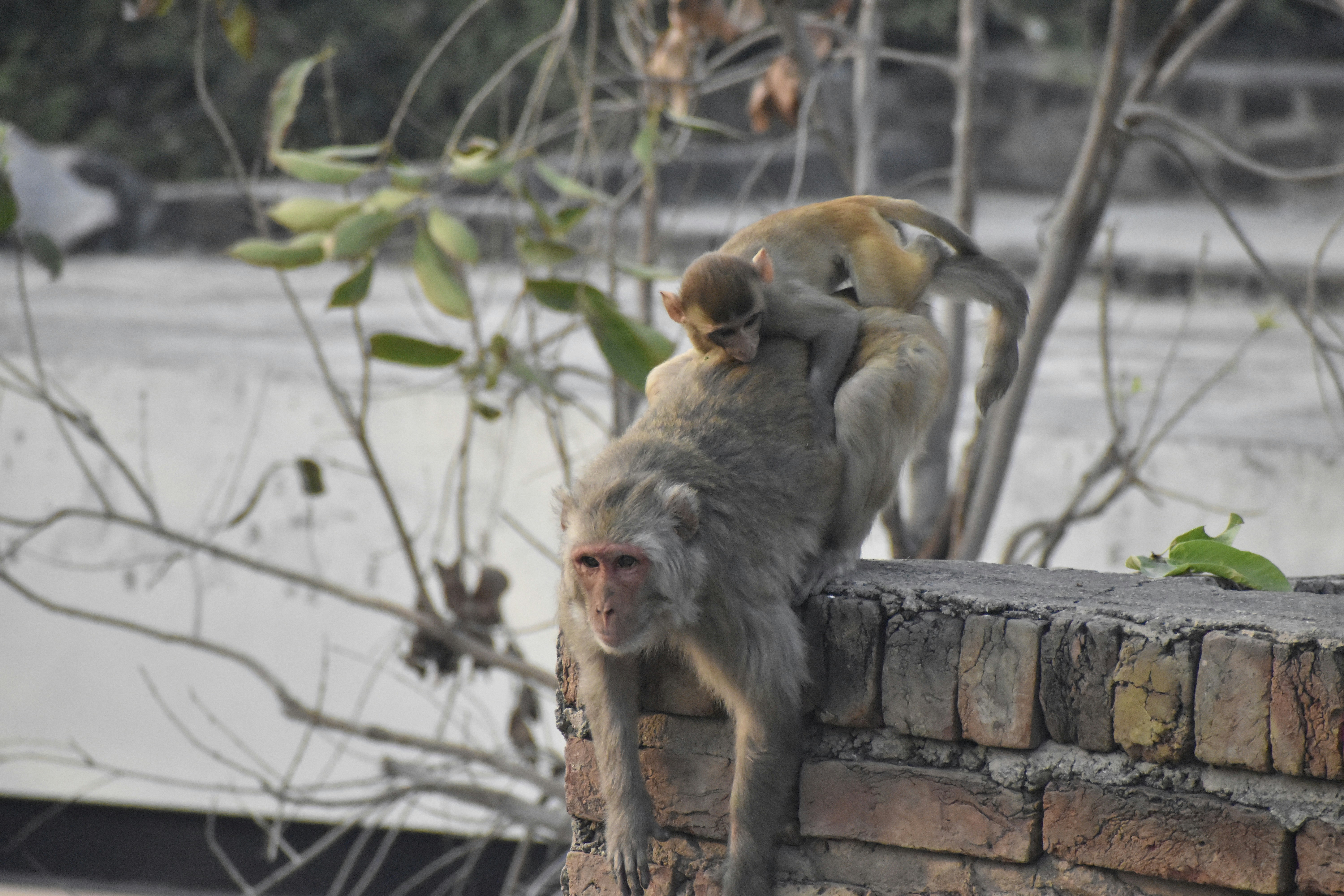 A group of monkeys on a brick wall photo – Free Grey Image on Unsplash