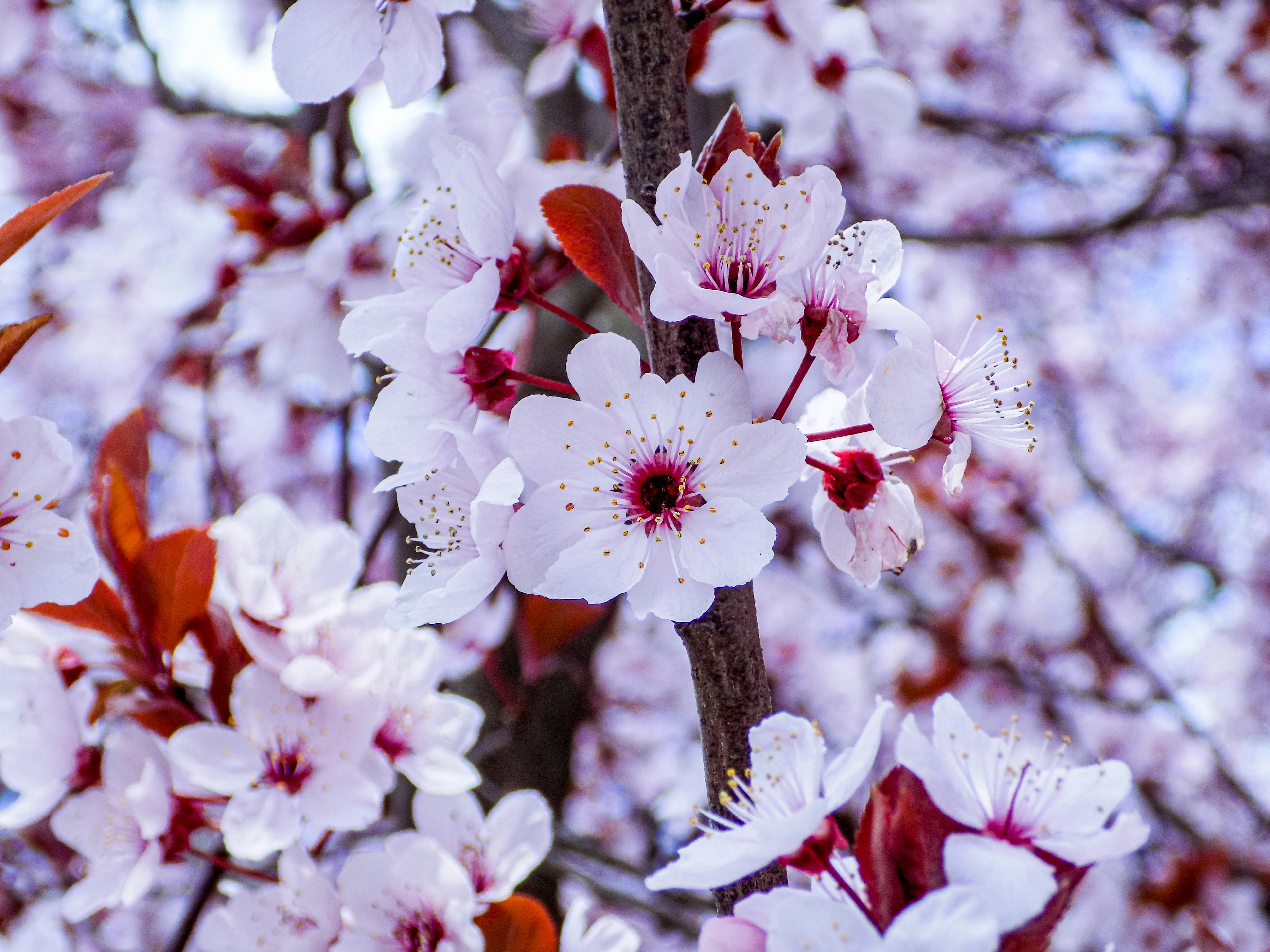 Petals in Focus: Quiet Spring Bloom on a Branch