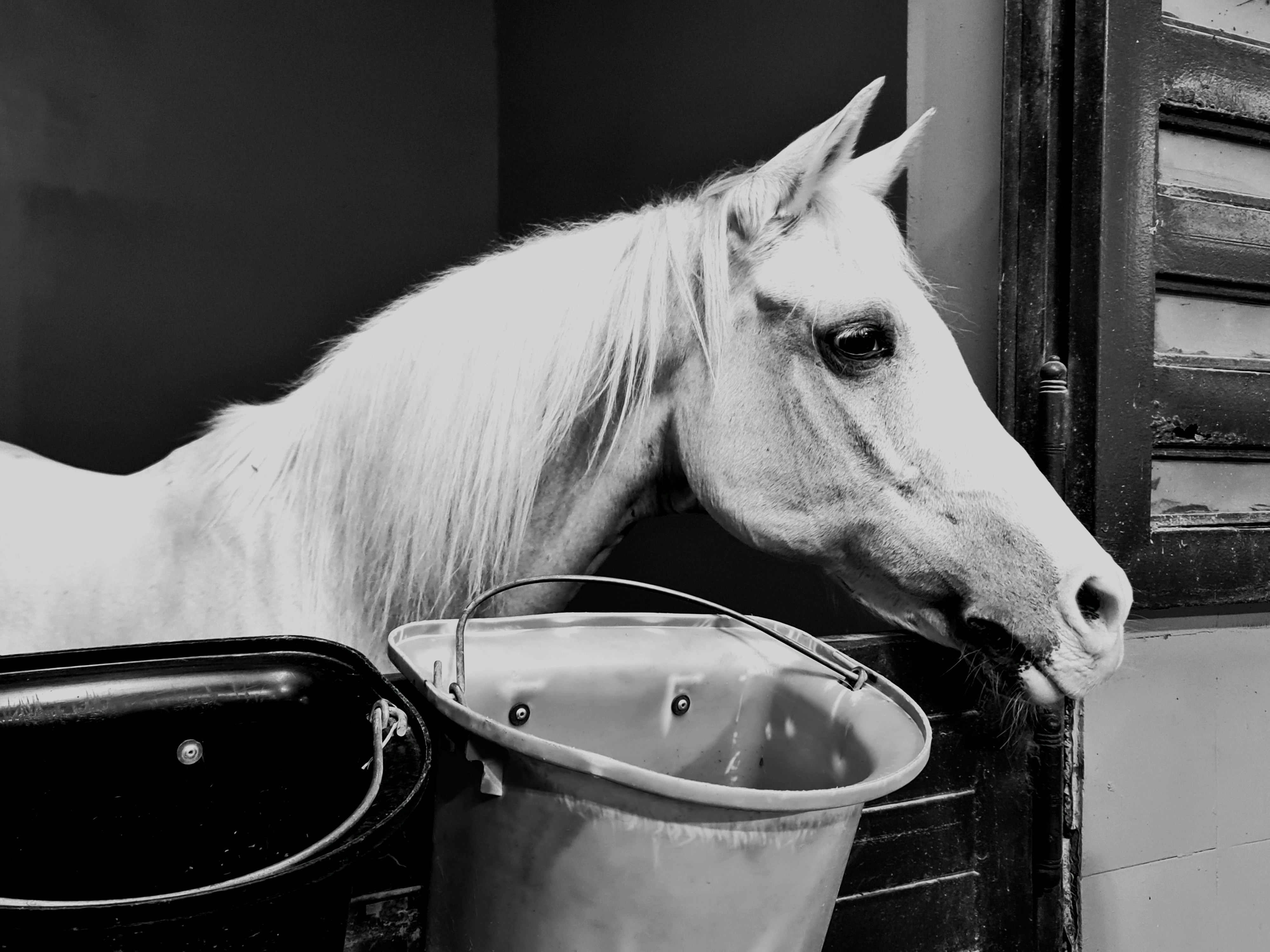 White horse peering curiously from a stable, with a metal bucket in the foreground. The monochrome tones highlight its elegant features.