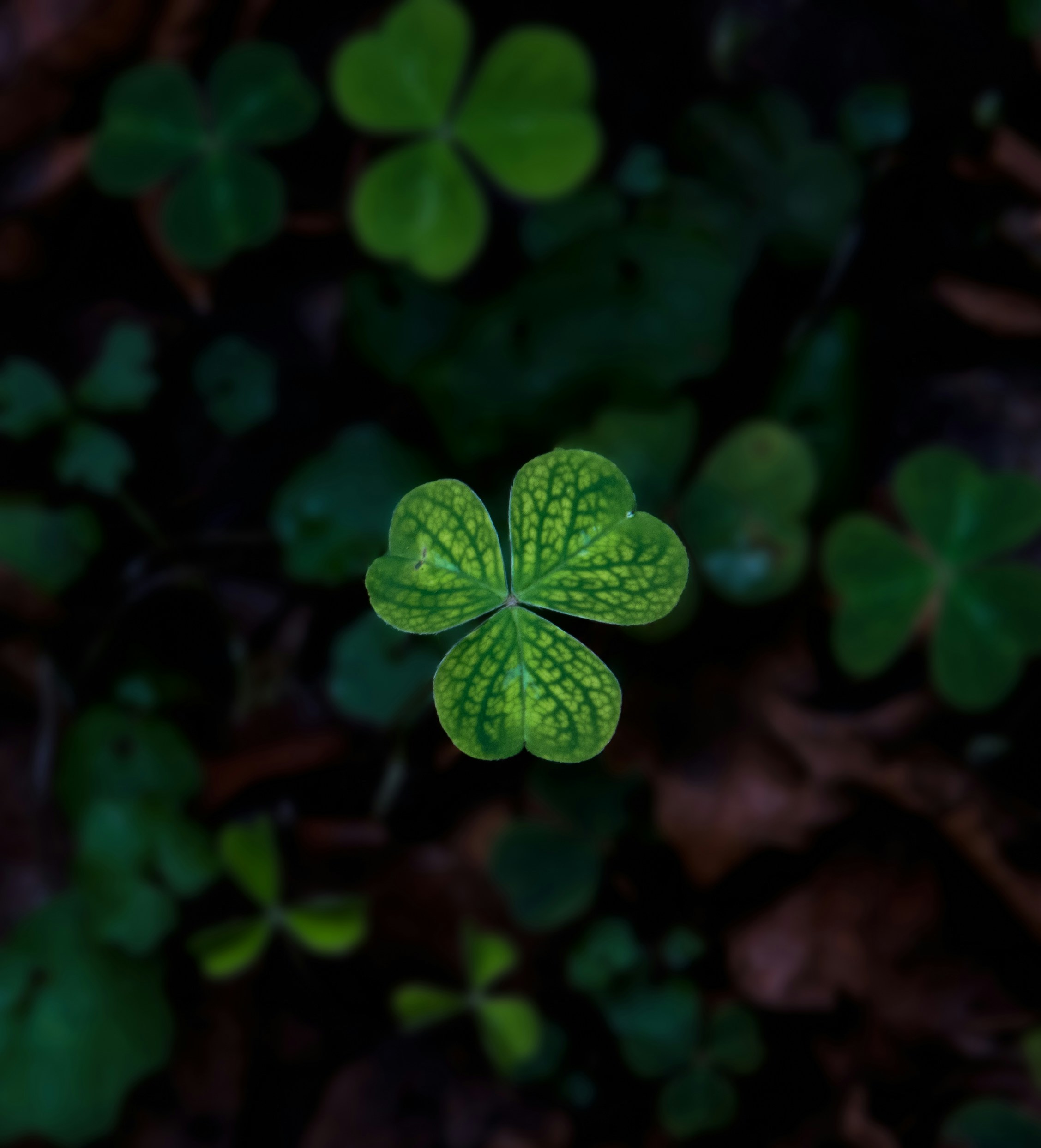 Veined Neon Clover Centerstage in Shadowed Understory