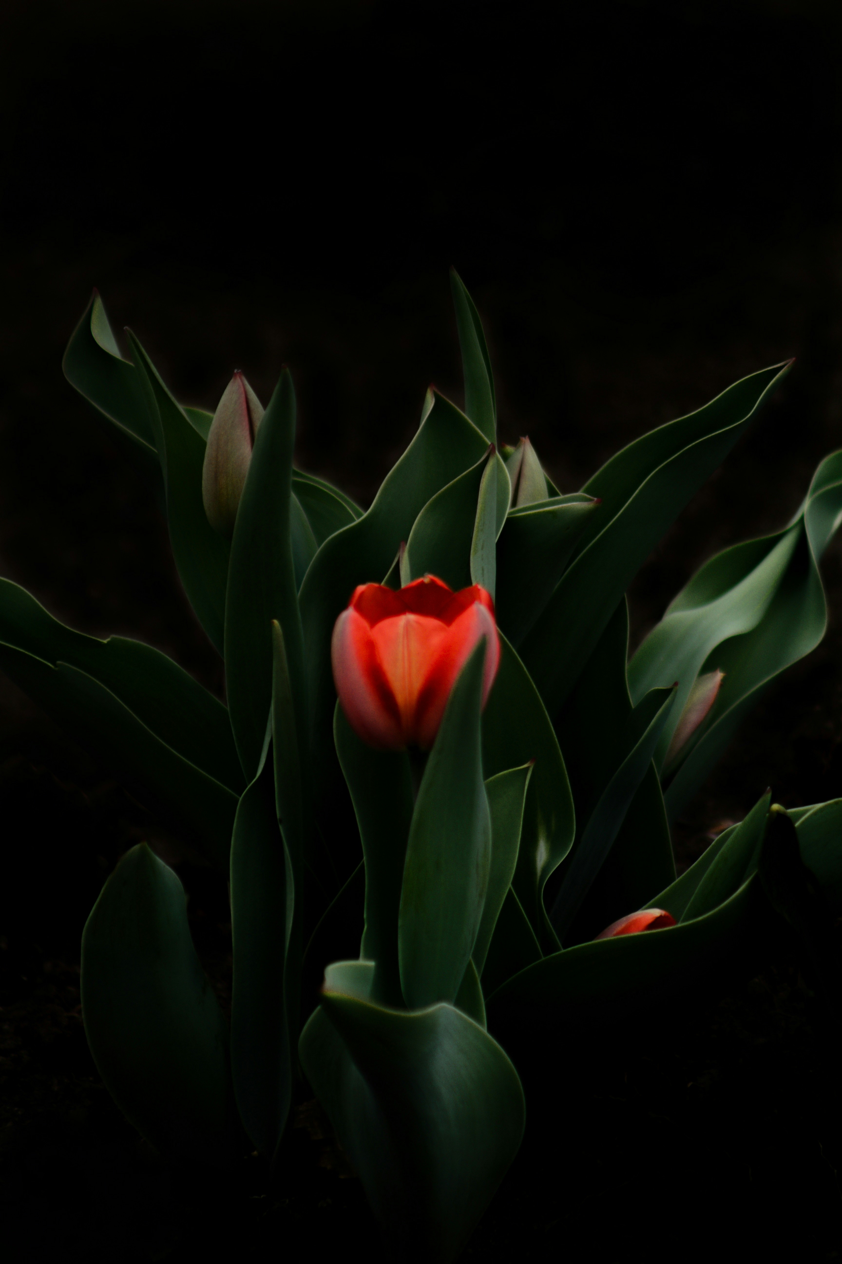 Crimson Tulip in a Shadowed Foliage Spotlight