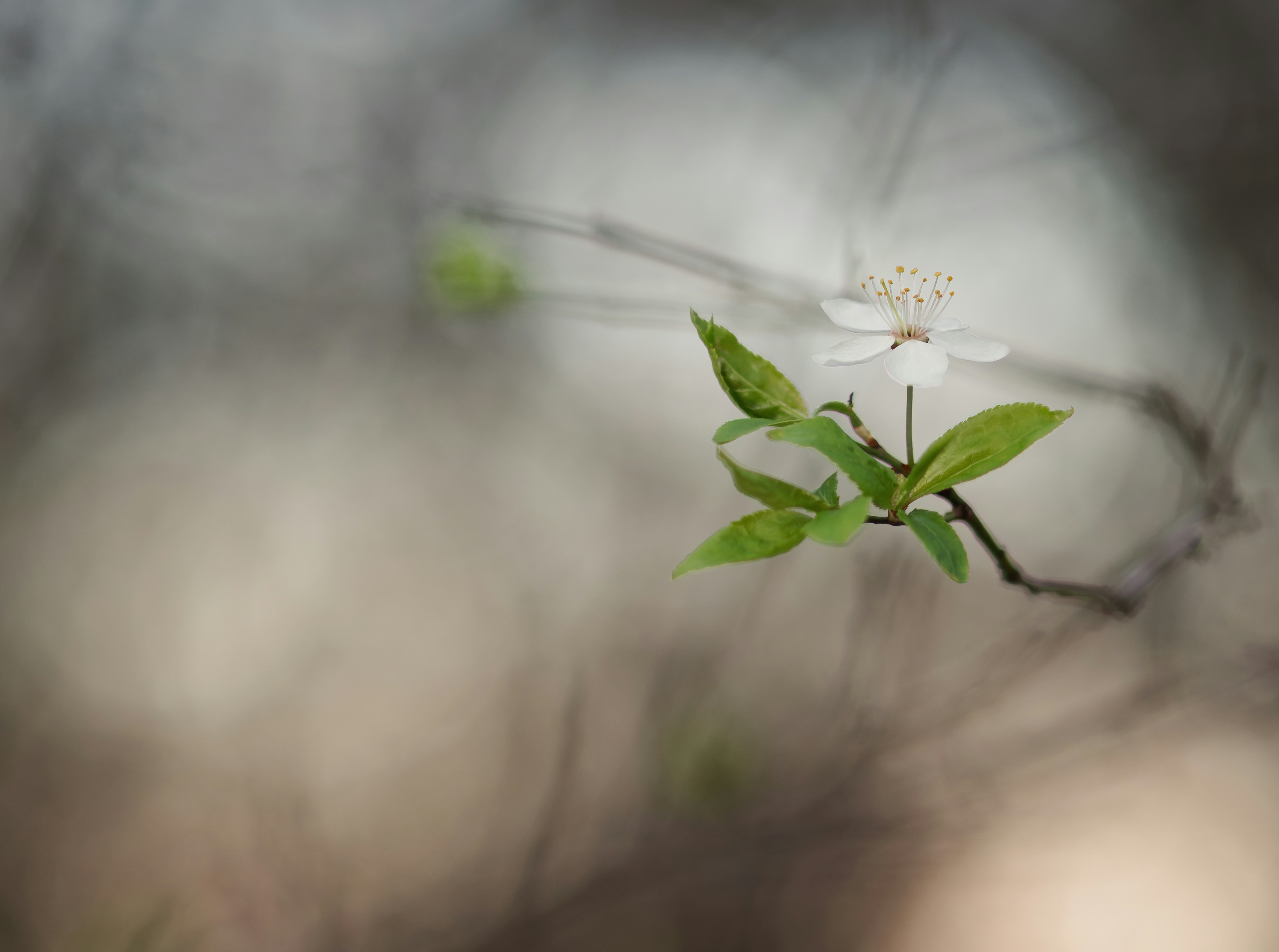 Petal Beacon on a Quiet Branch, Framed by Velvet Bokeh